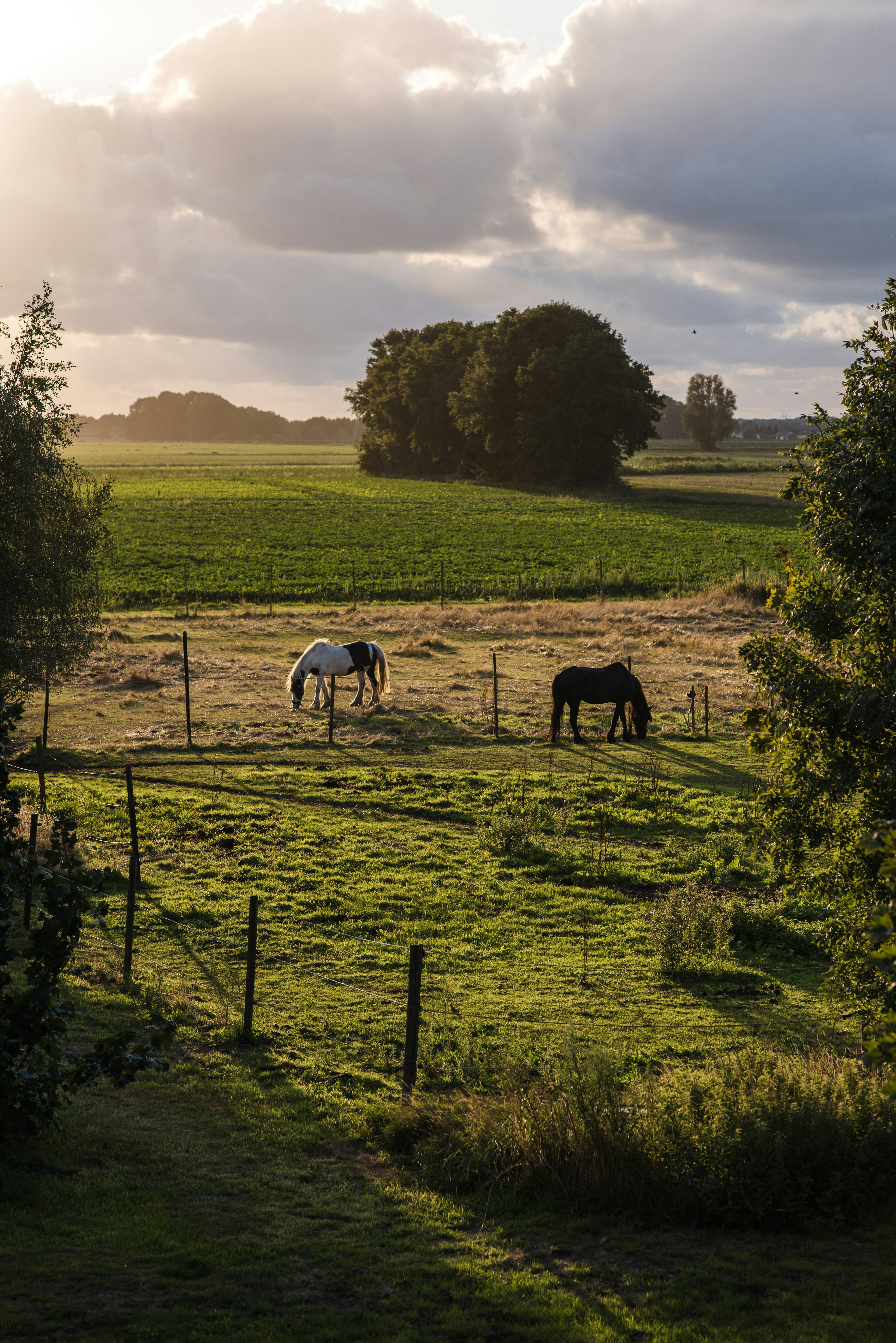 Two horses grazing in a fenced pasture under a cloudy sky at golden hour