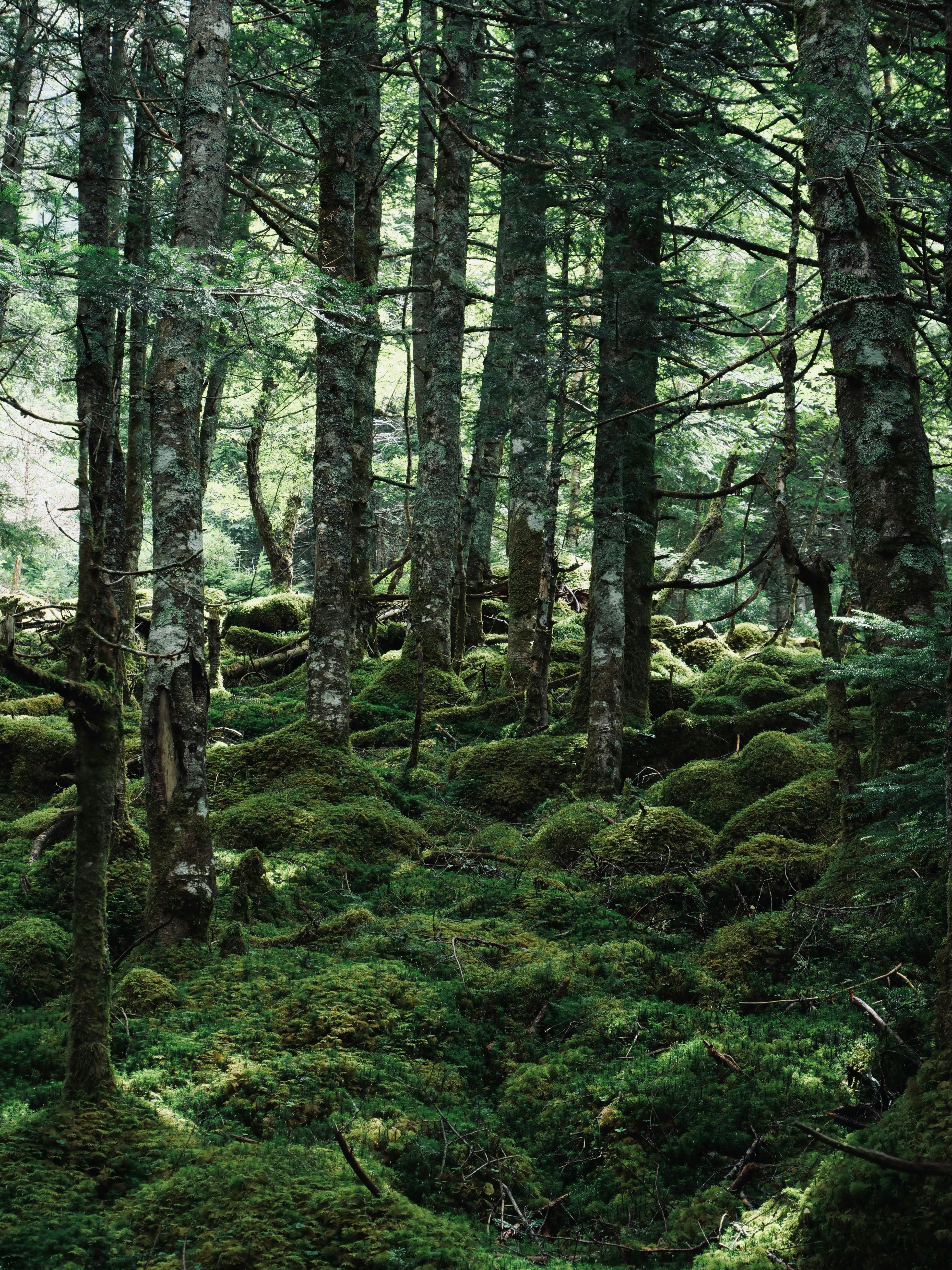 Moss Carpet beneath Silent Pines