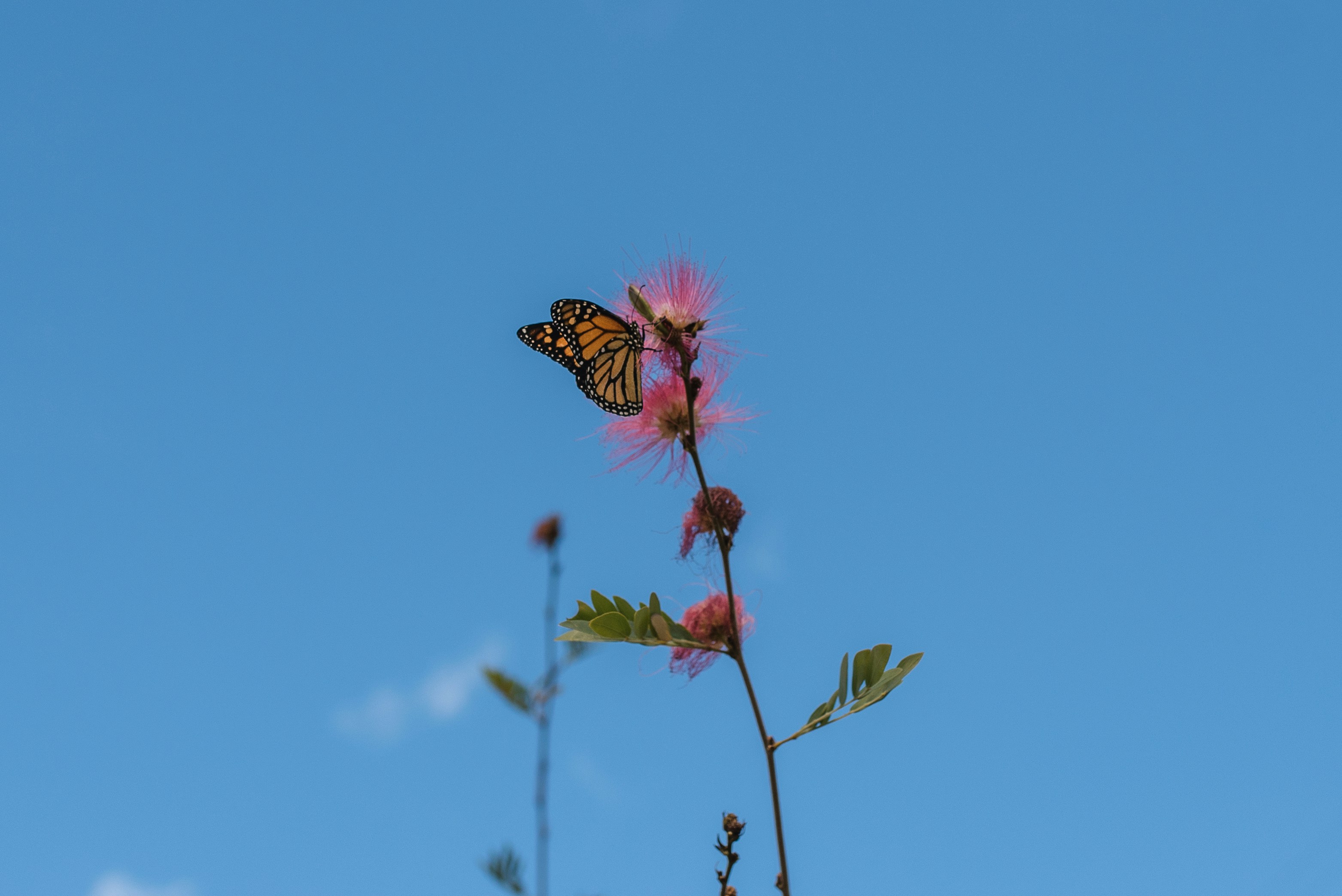 Monarch on Pink Puff: A Delicate Moment Against a Cyan Sky