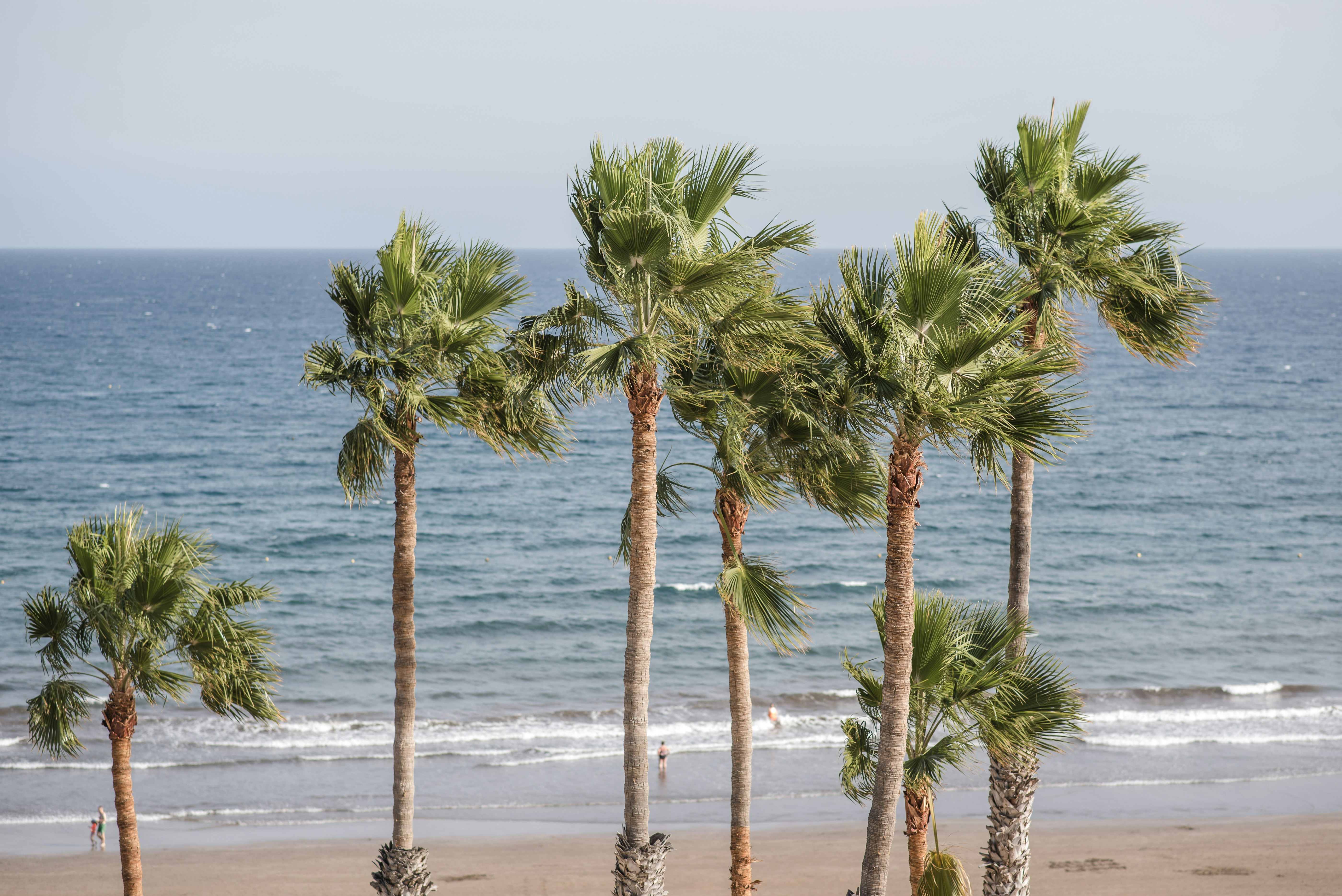 Palm Row at the Edge of the Quiet Sea