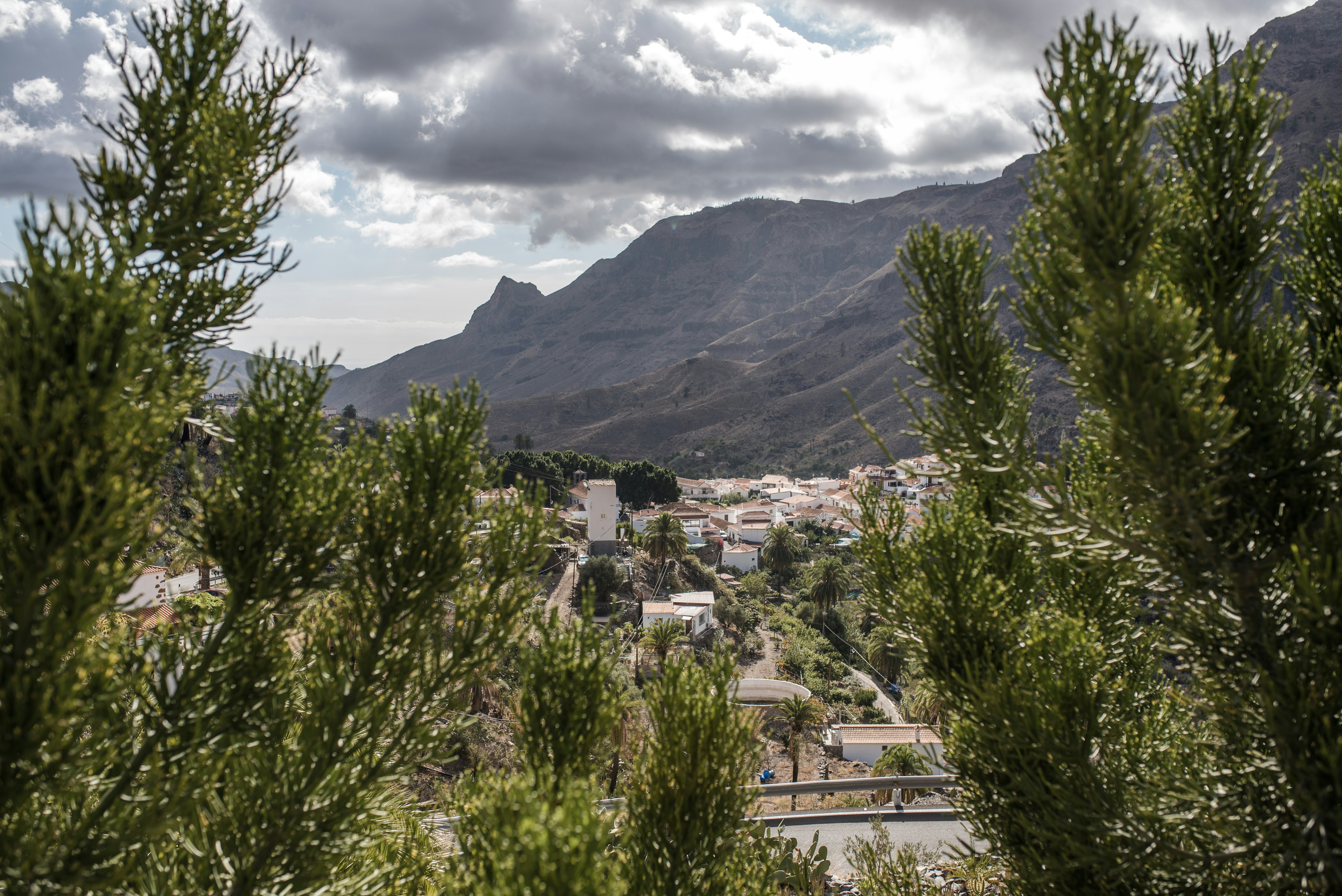 Mountain town framed by pine silhouettes