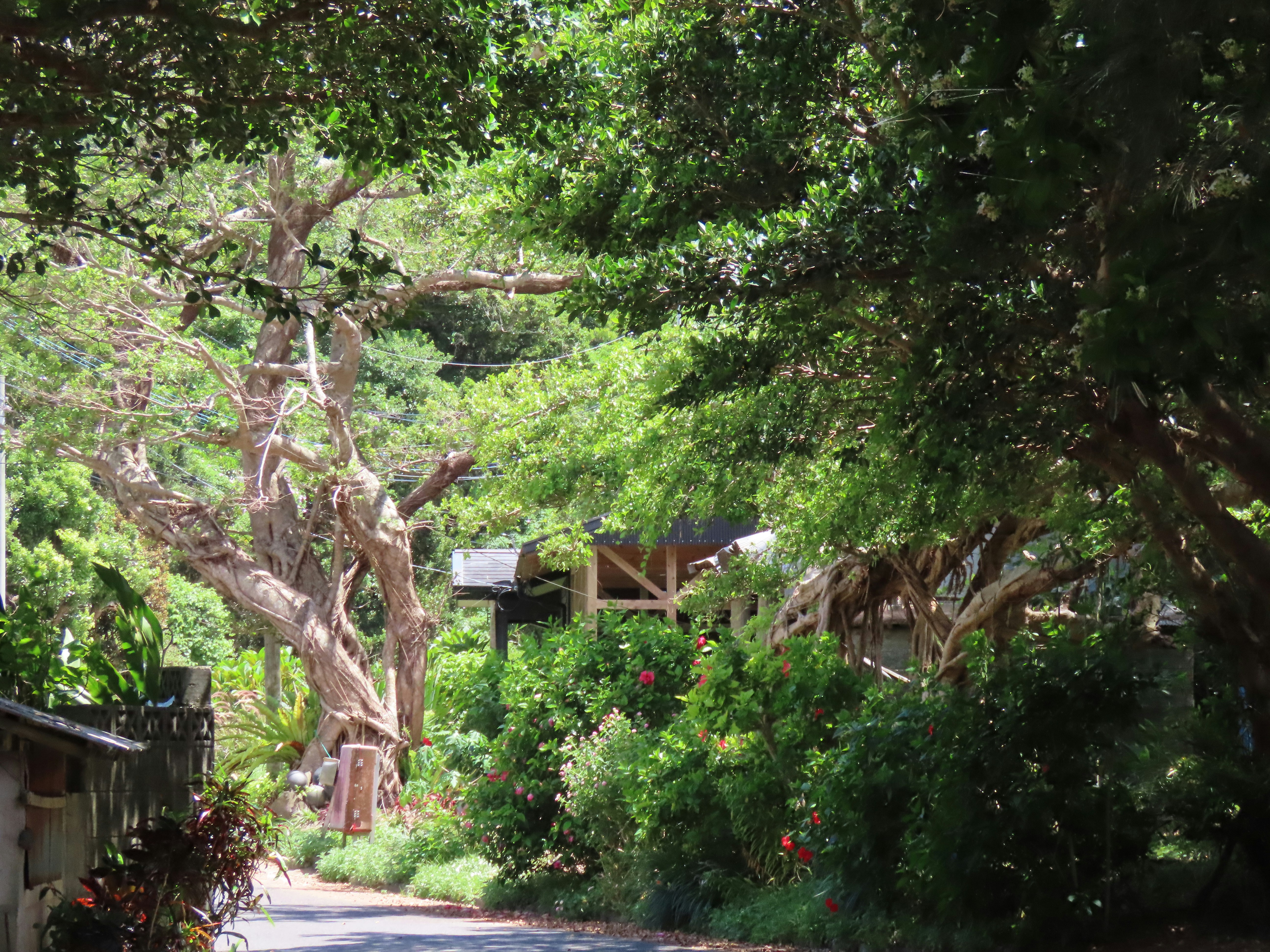 Sunlit Garden Corridor Beneath Mature Trees