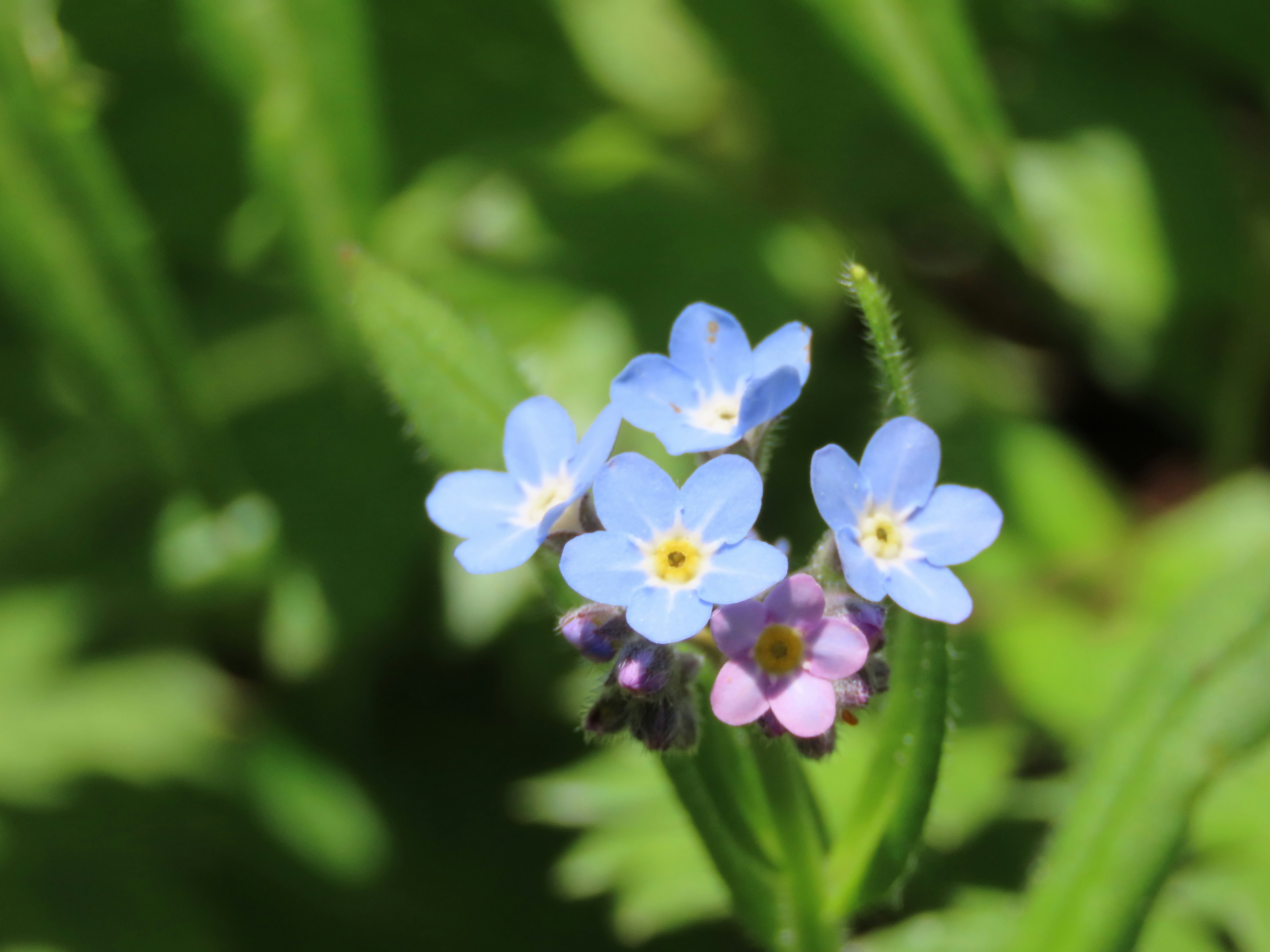 Blue blossoms cluster in soft focus greens