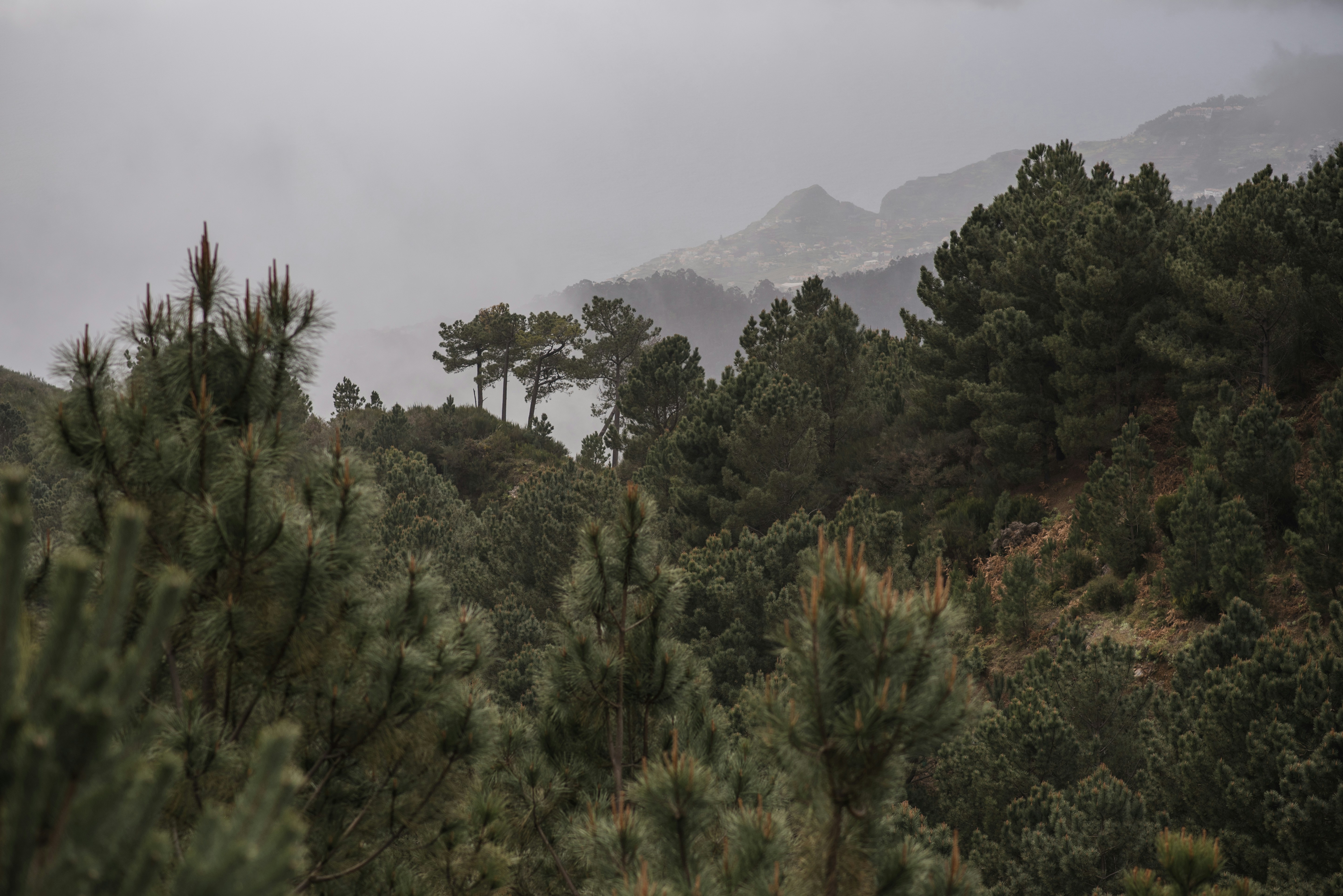 Dense pine forest on a hillside under a thick layer of grey mist