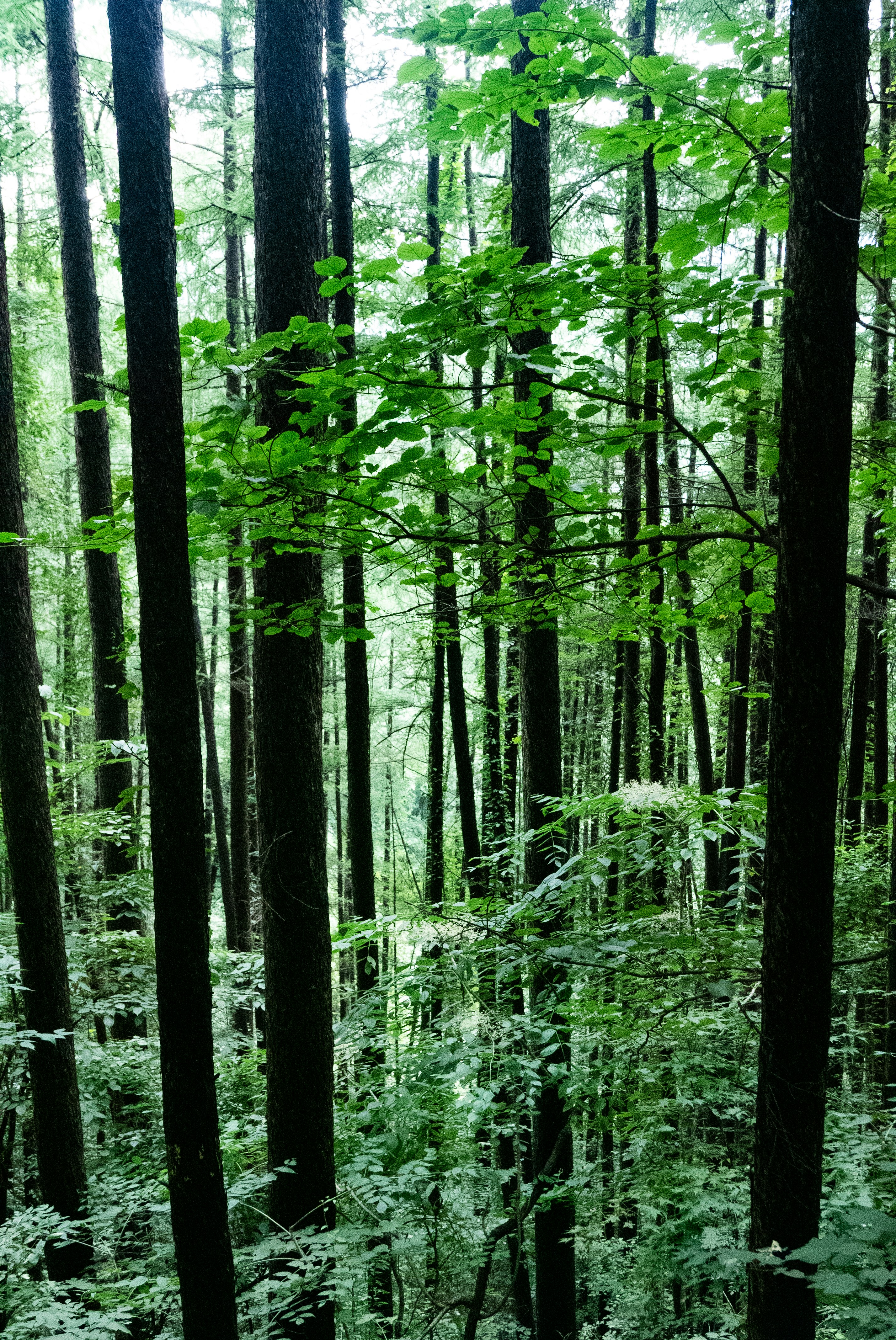 Emerald Cathedral: Sunlit Pines in Quiet Understory