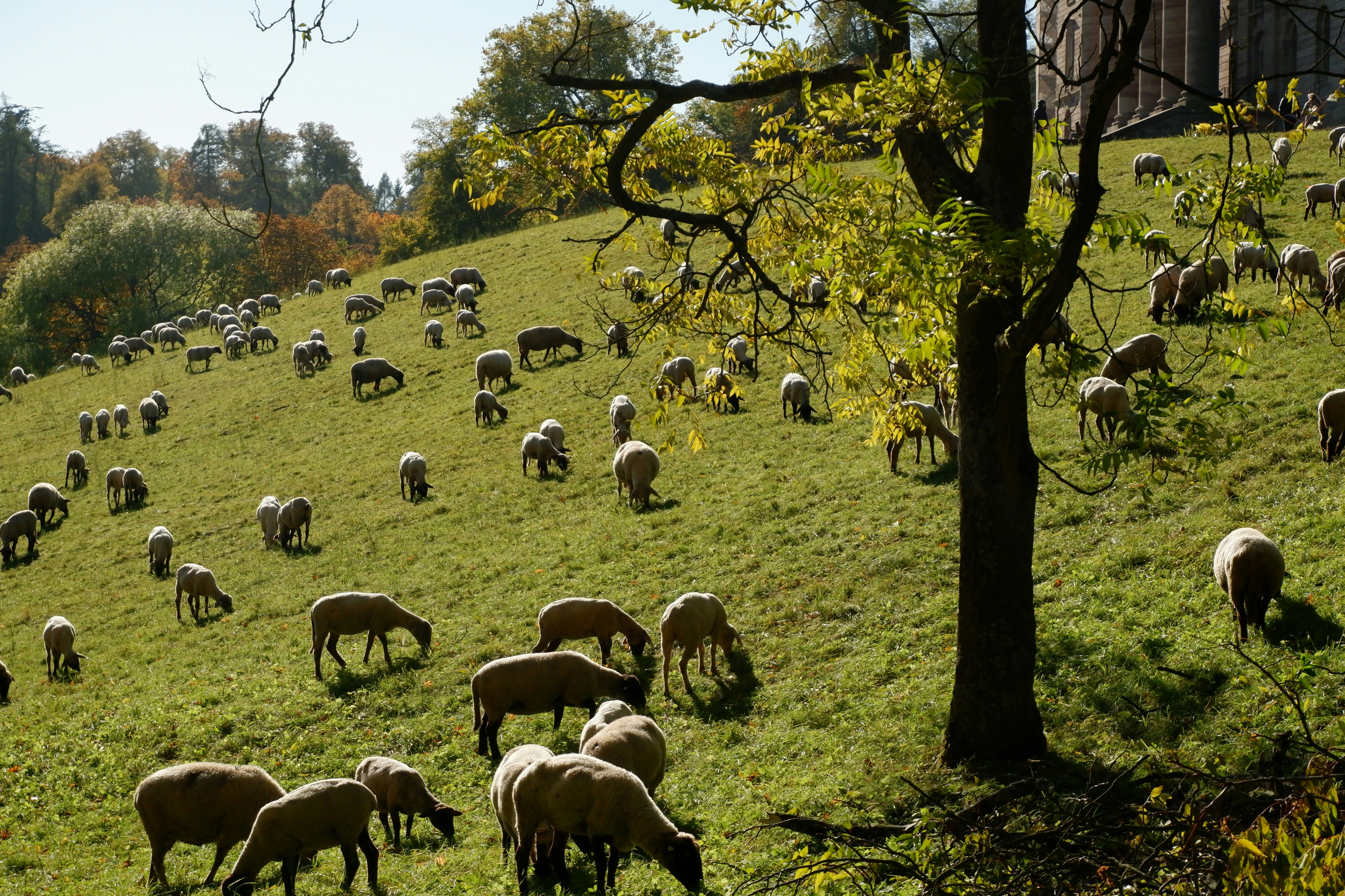 Pasture Symphony: Sheep Dot a Sunlit Slope Under a Wise Walnut