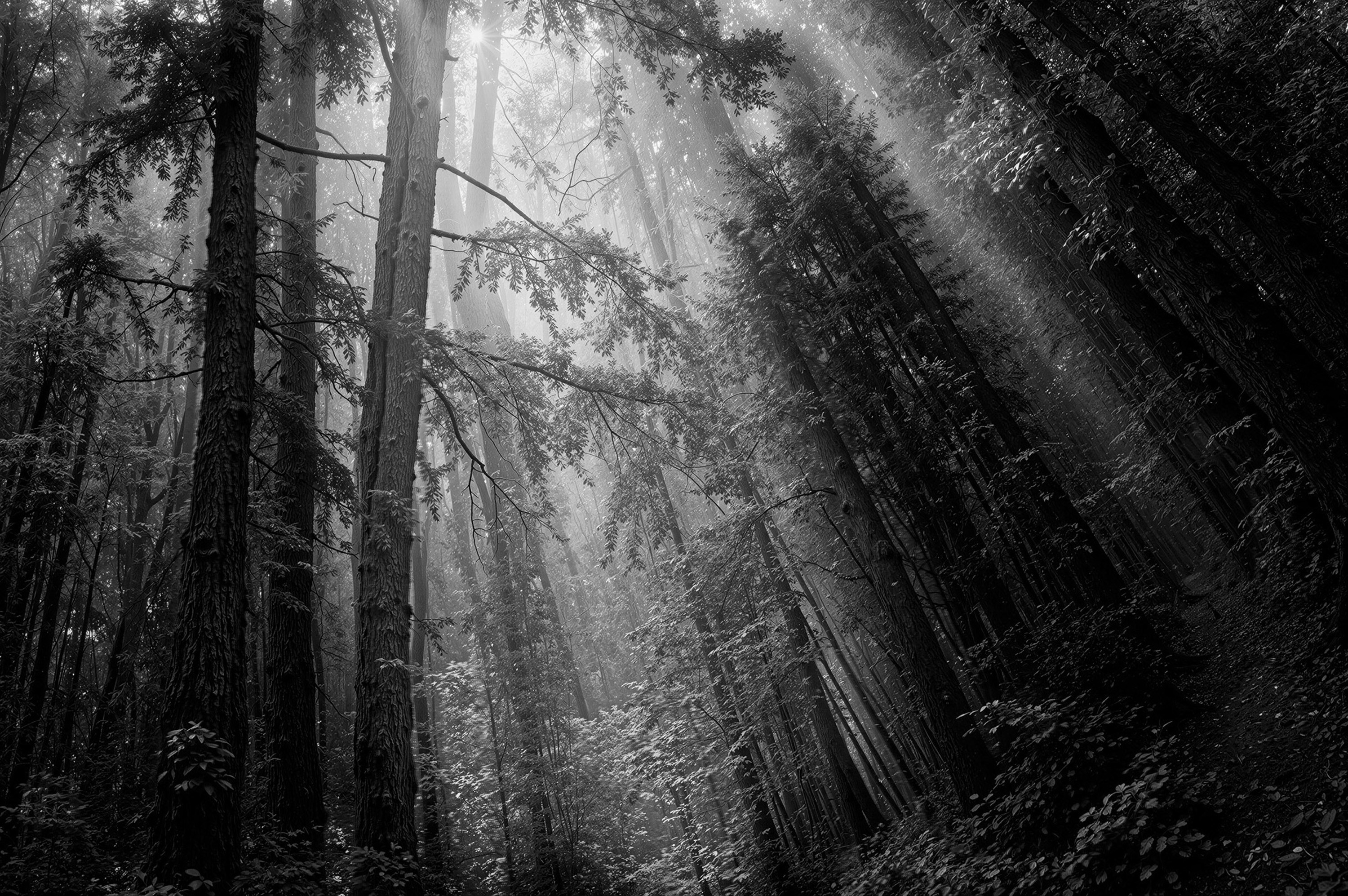 Beams Through the Whispering Pines