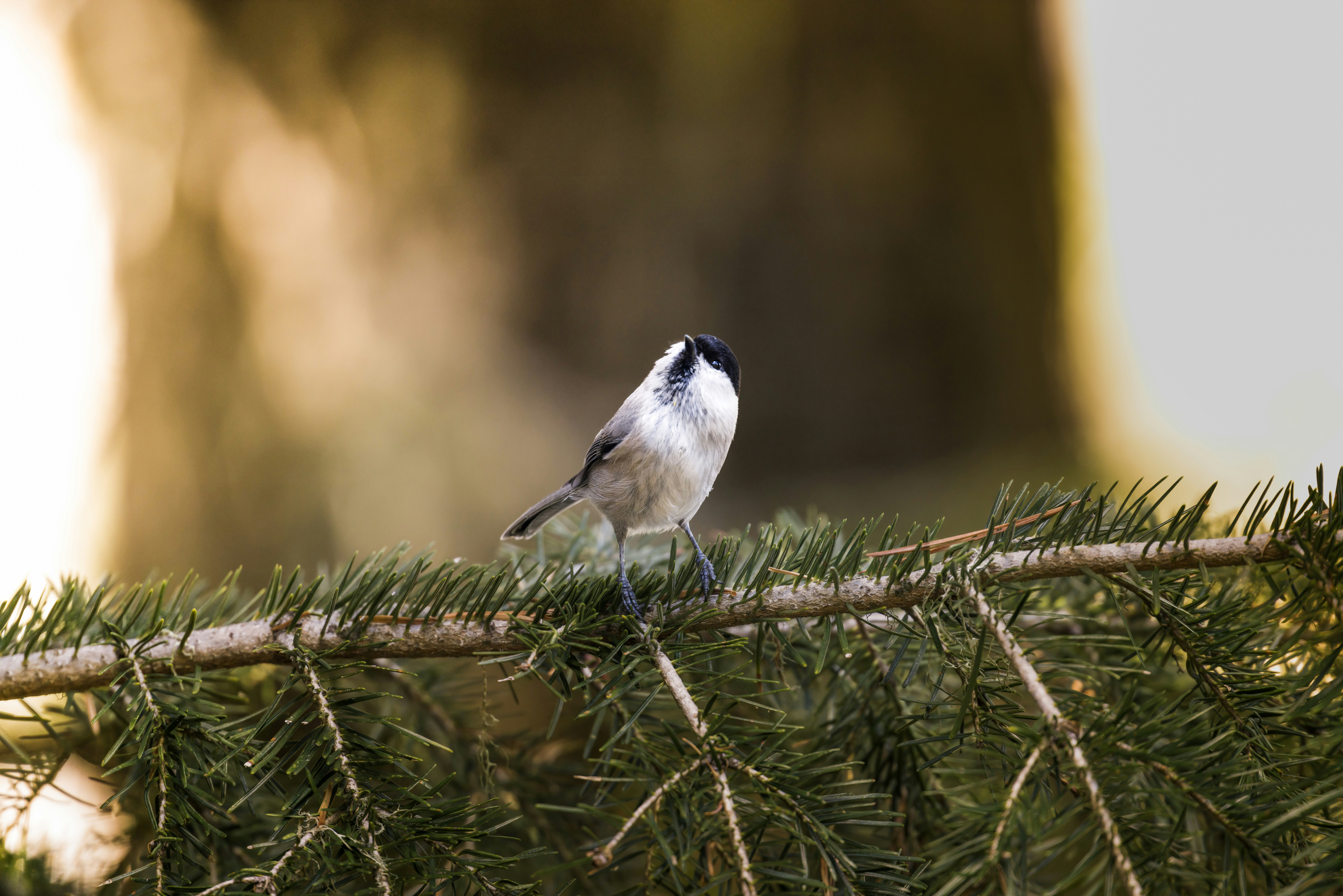 Small bird perched on a pine branch, with a blurred warm background and soft bokeh; identifies a natural close-up scene featuring wildlife.