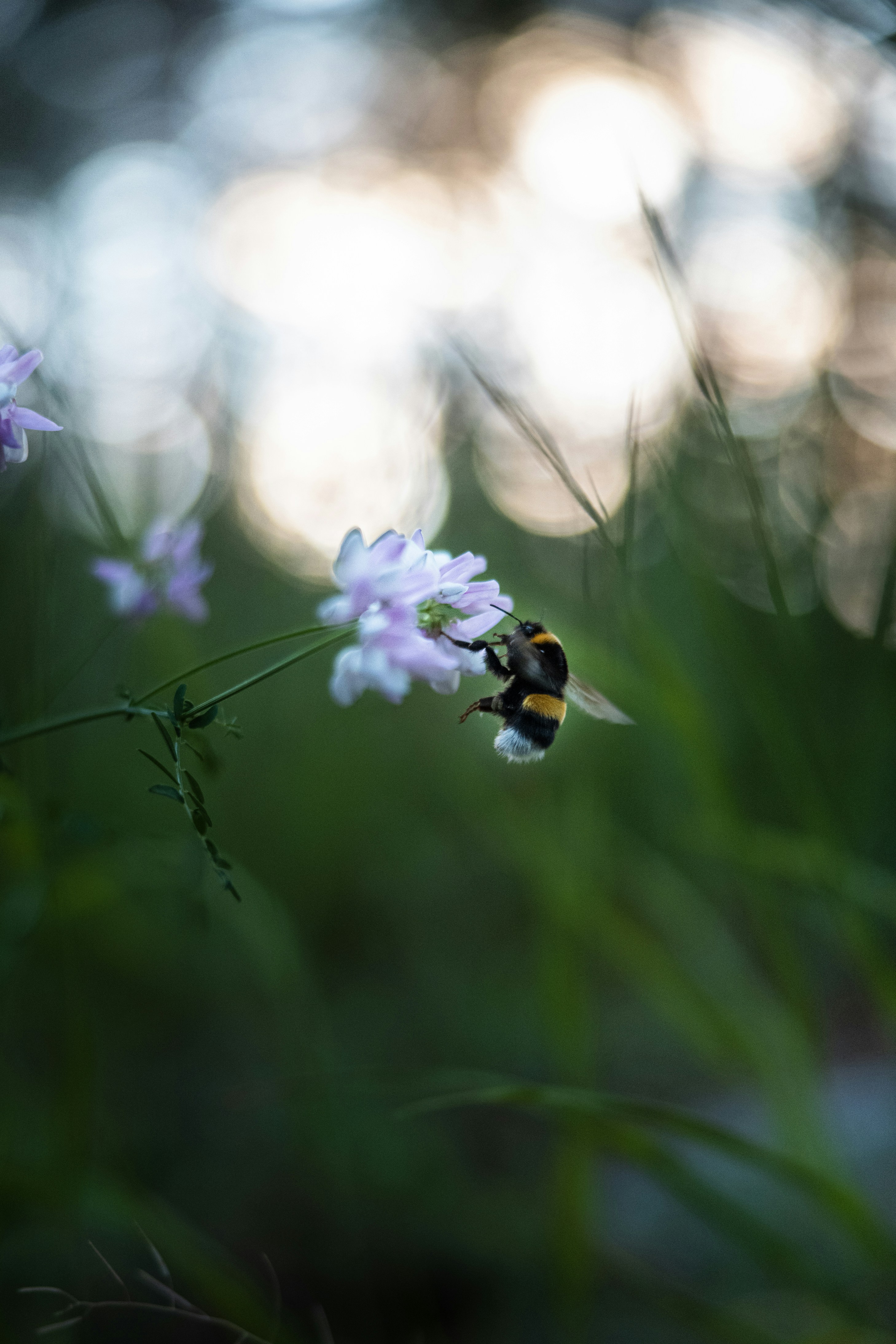 Hovering Pollinator: A Bee Drinking Nectar Amid Lavender Tones