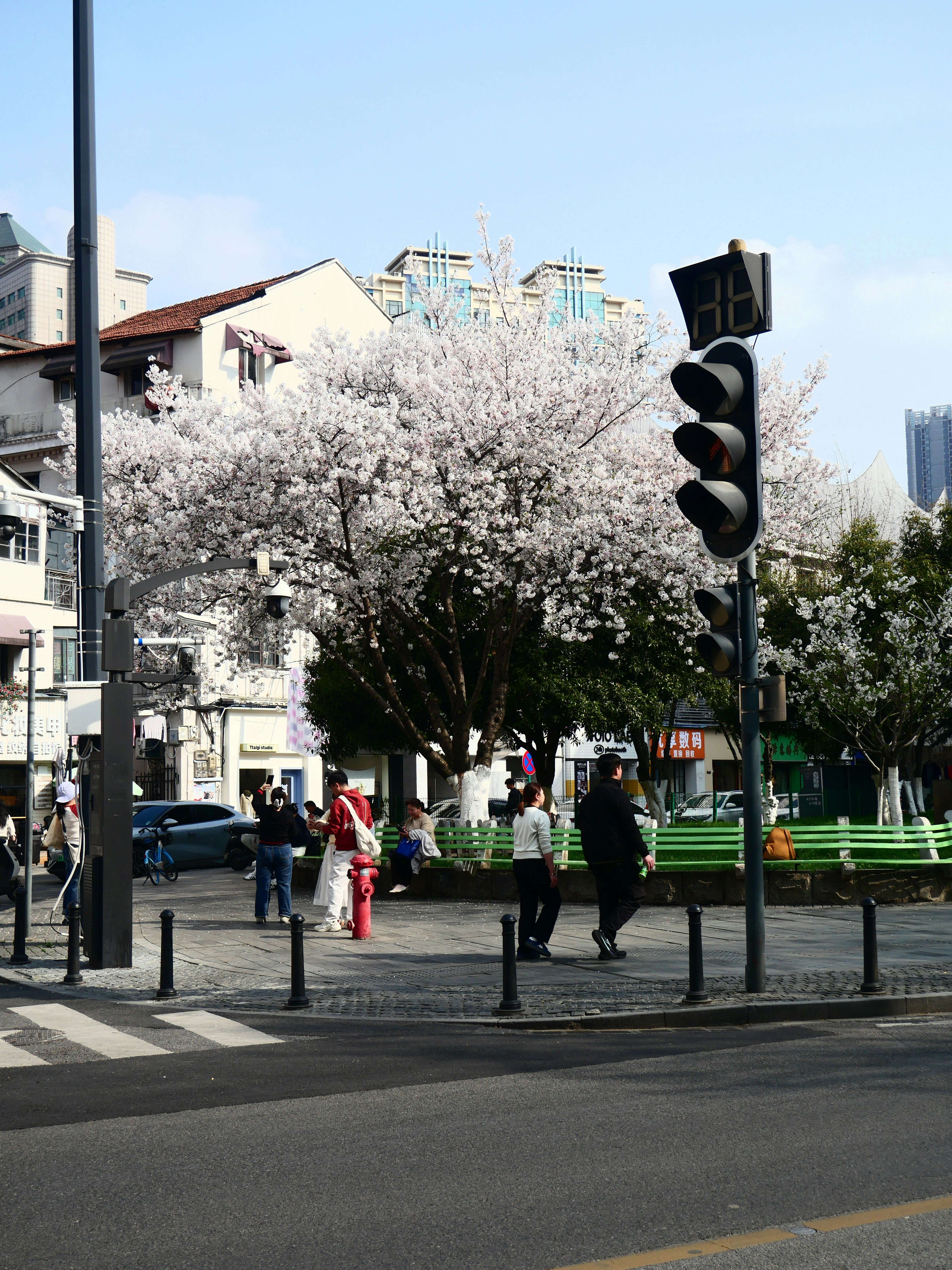 Cherry blossoms crown a city corner as pedestrians cross at a sunlit intersection