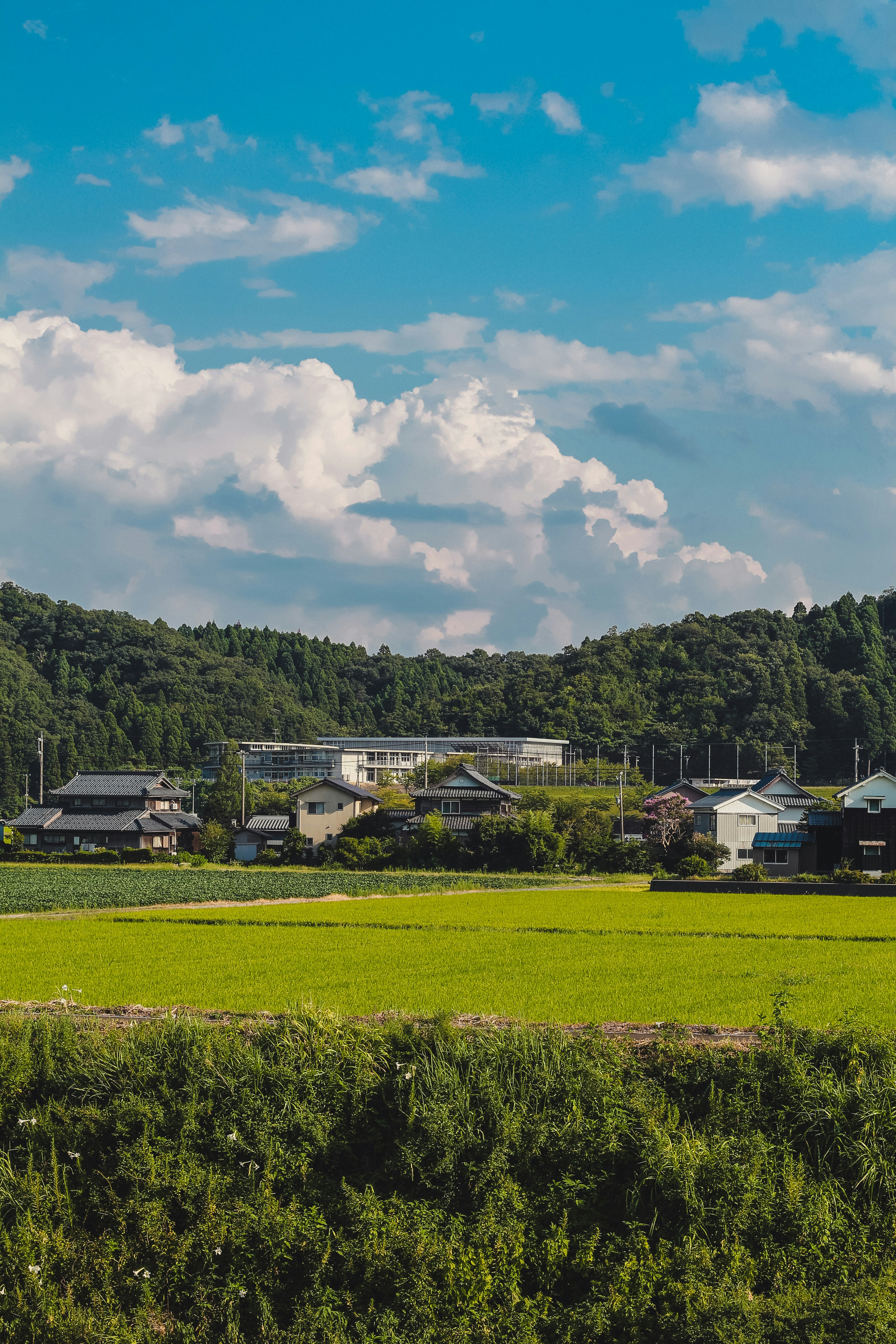 Green Vale Beneath a Cobalt Sky