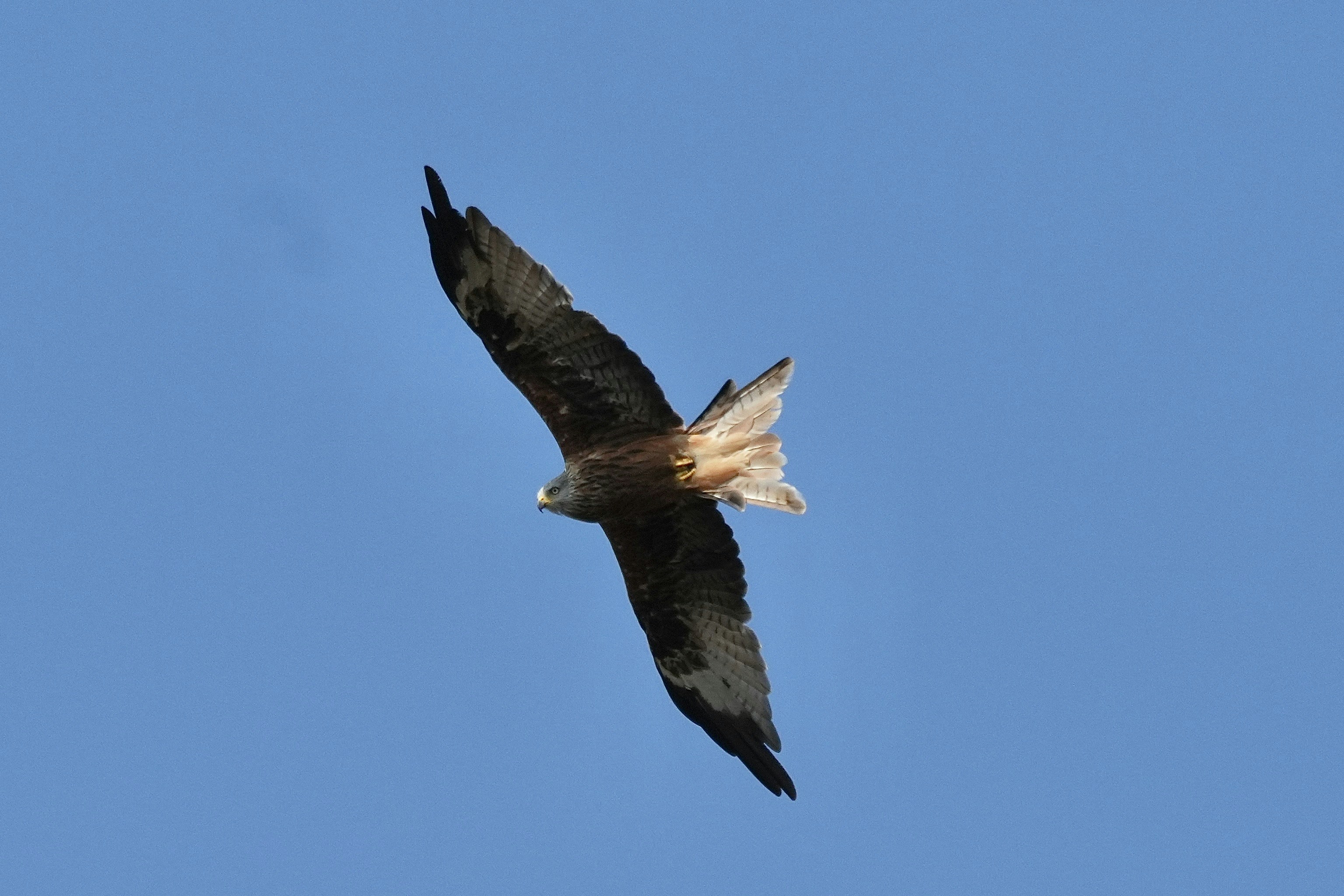 Raptor in Free Flight Under Clear Sky