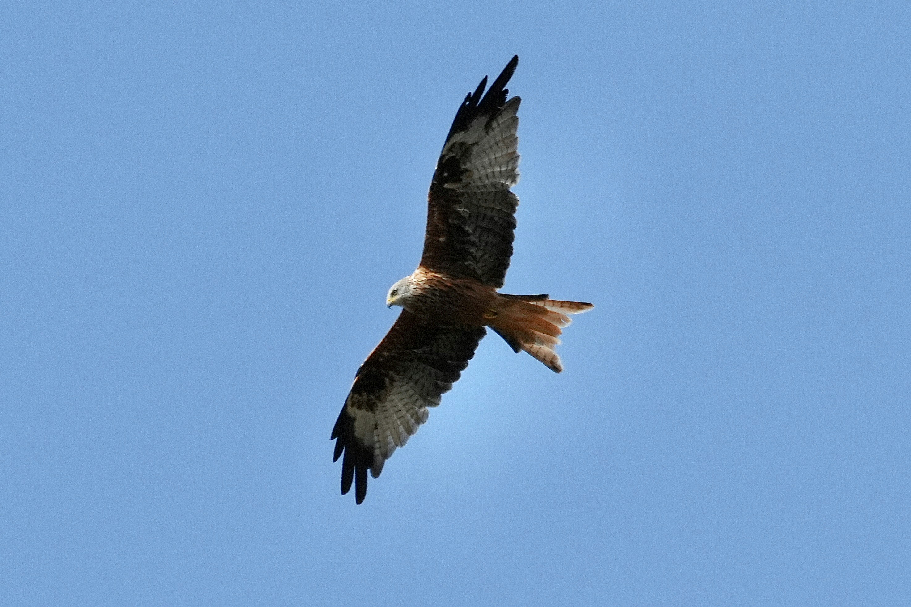 Soaring Red-tailed Hawk Against a Clear Blue Backdrop