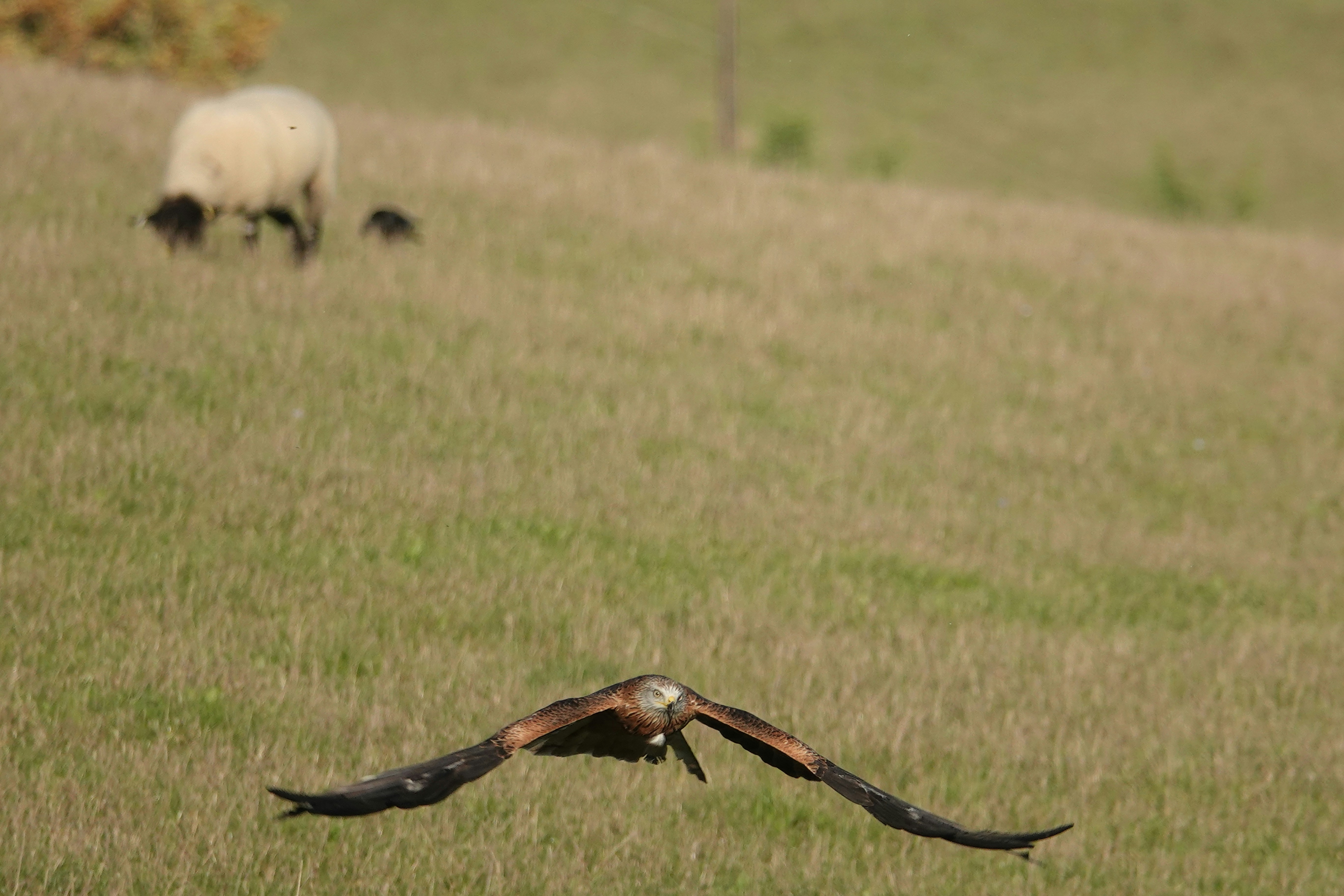 Ease in Flight: Aerial Glide Over a Grassland