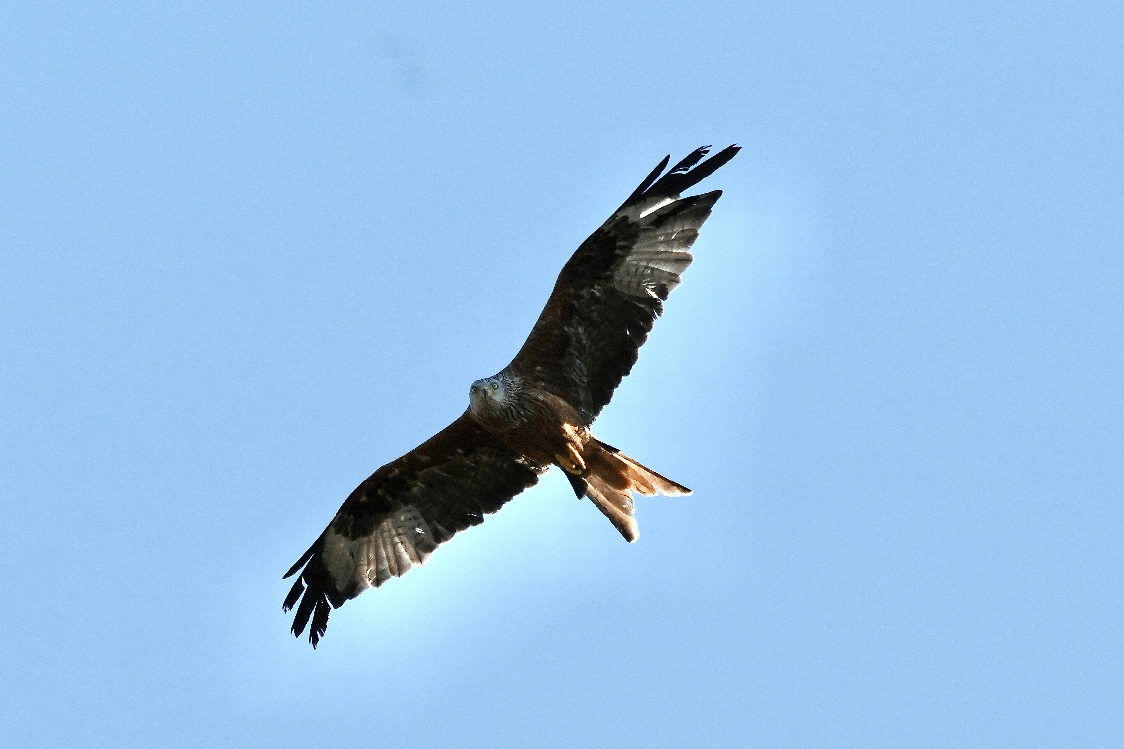 Raptor on a Clear Sky: Mid-Flight Presence