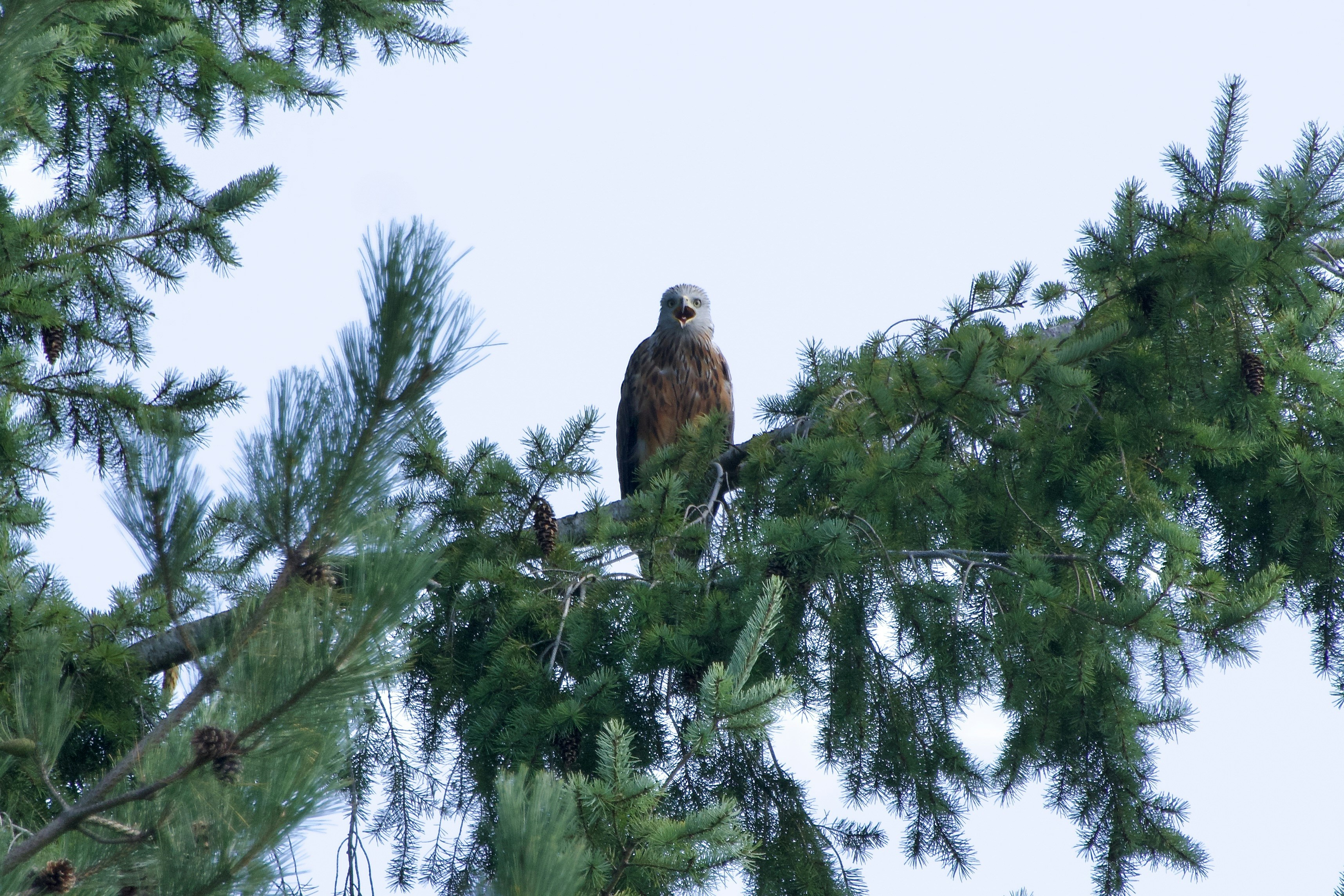 Raptor atop a Pine: A solitary hawk surveying its forest realm