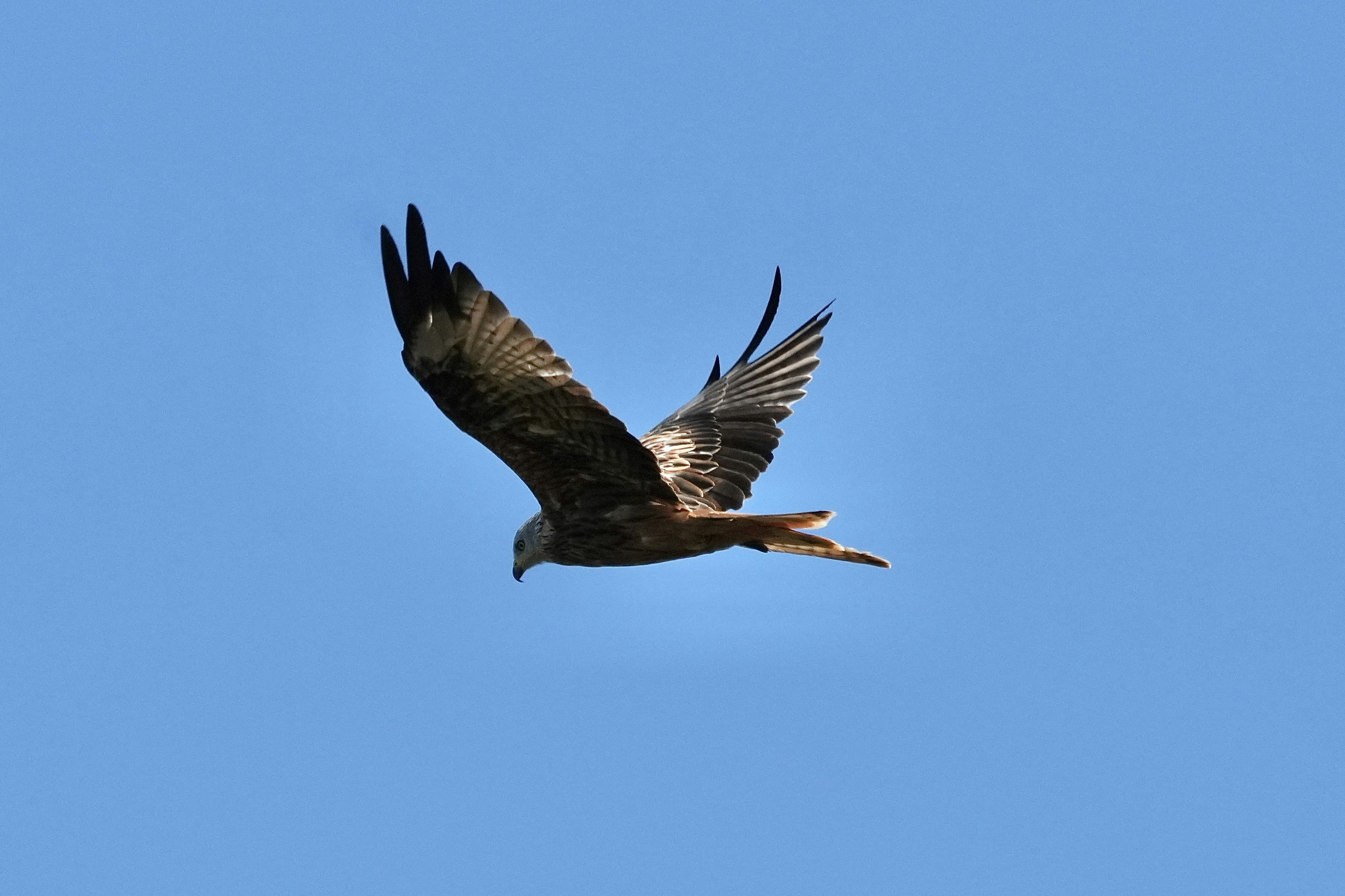 Sparrowhawk in a Clear Blue Sky