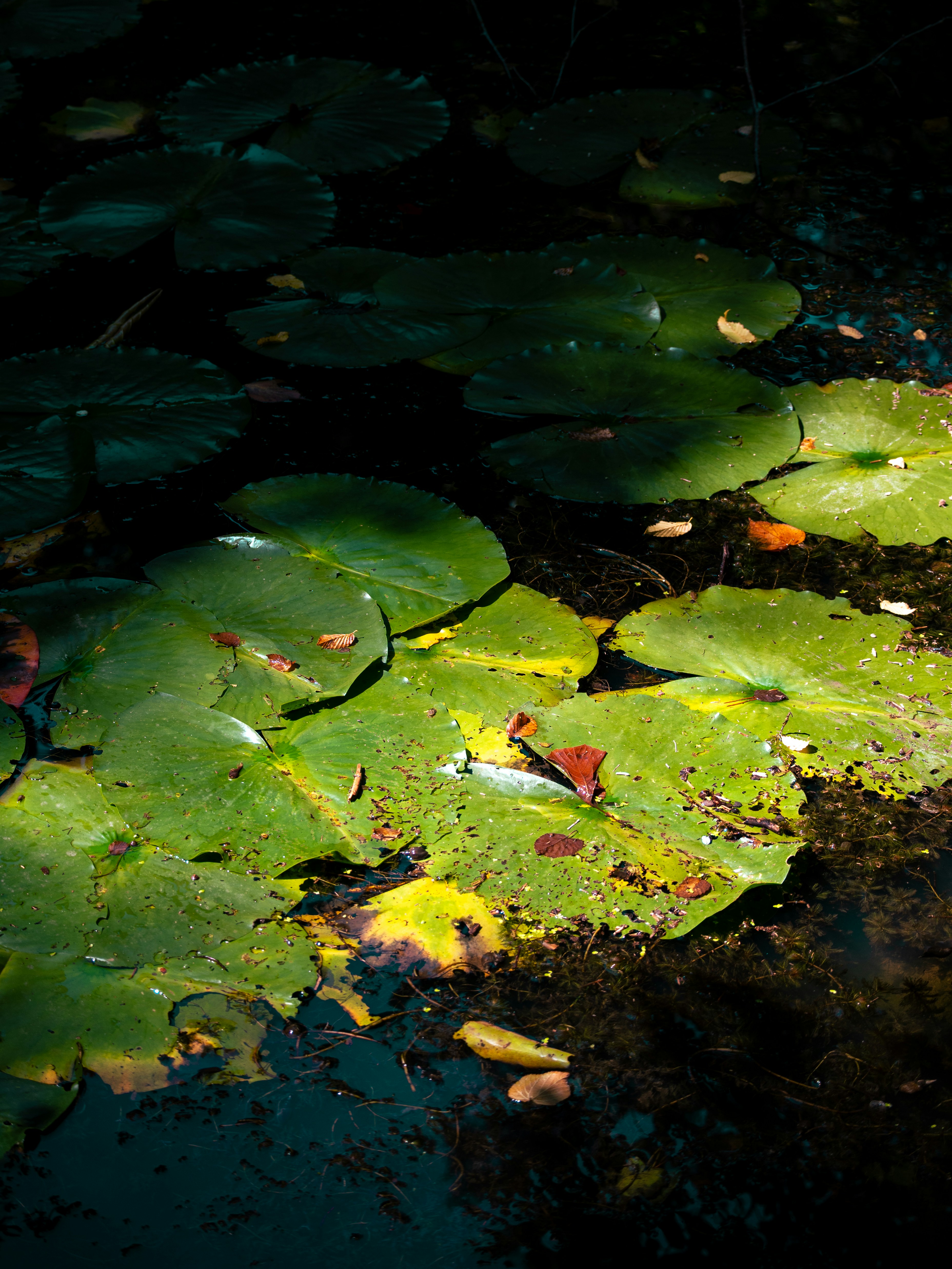 Luminous Lily Canvas: Light Pierces a Floating Patch
