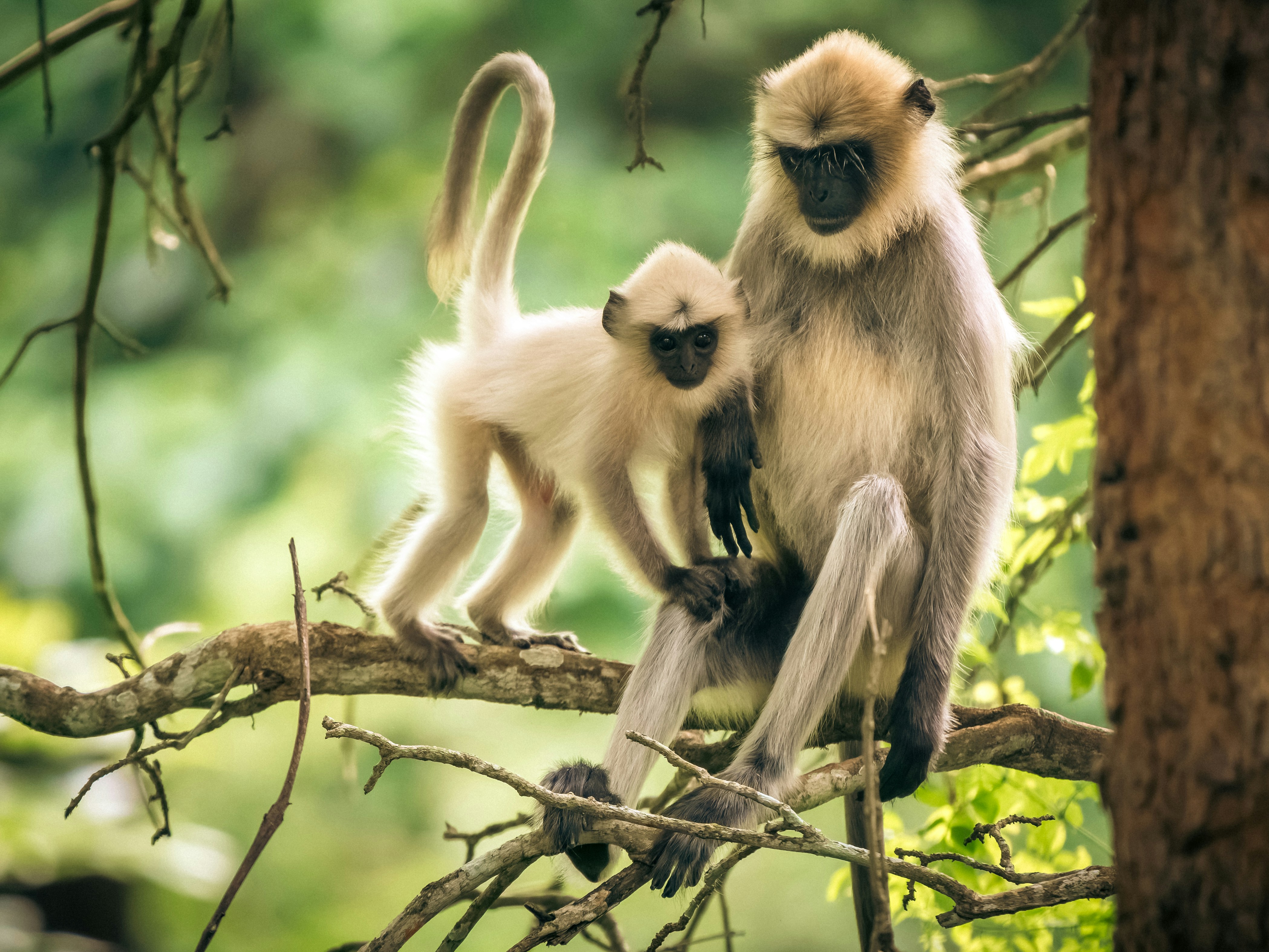 Affection in the Canopy: A Parent and Child Gentled by Light