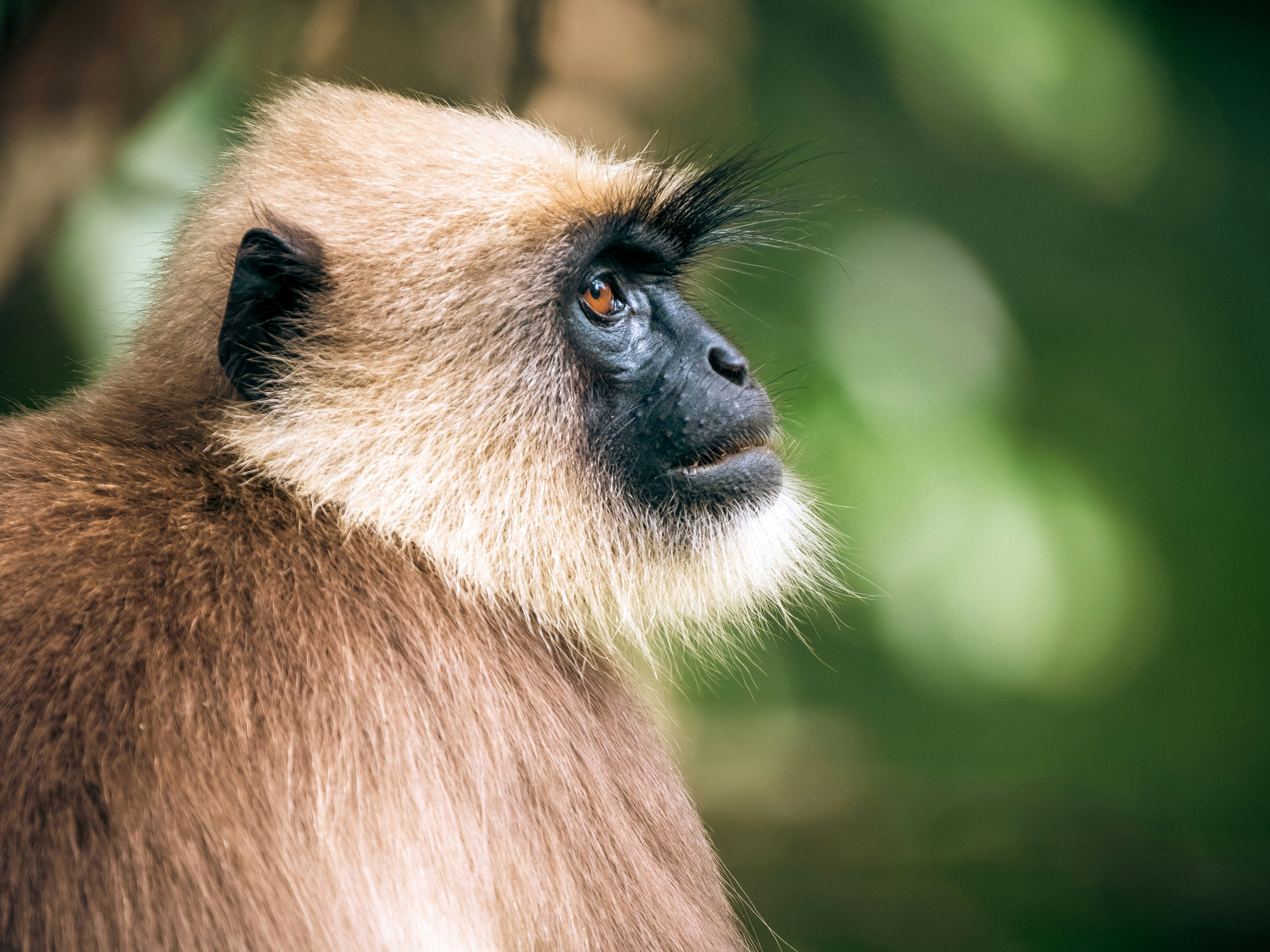 Gaze Above the Green Canopy: A Golden-Backed Monkey in Quiet Contemplation