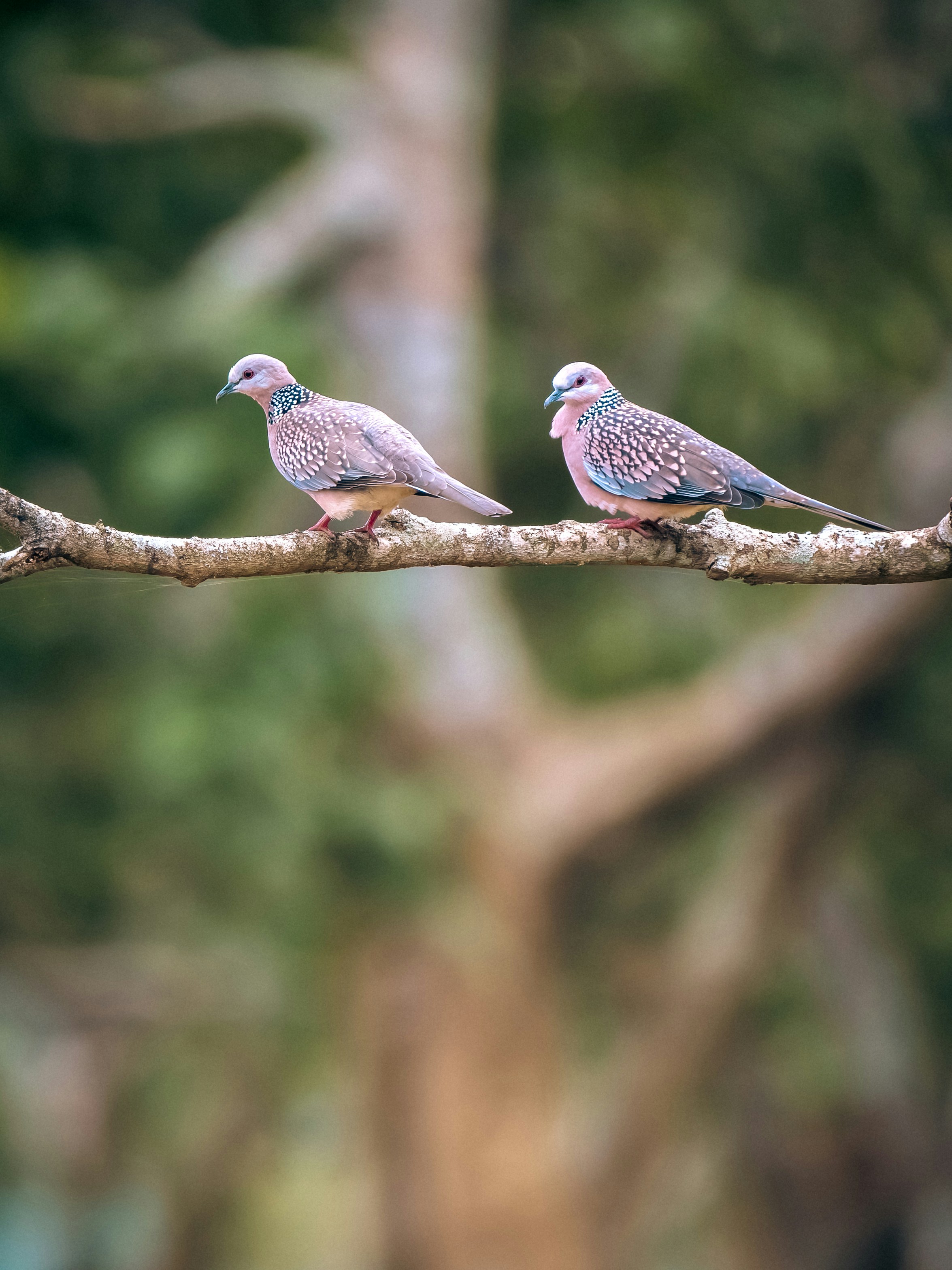 Two Spotted Doves Perched on a Weathered Branch