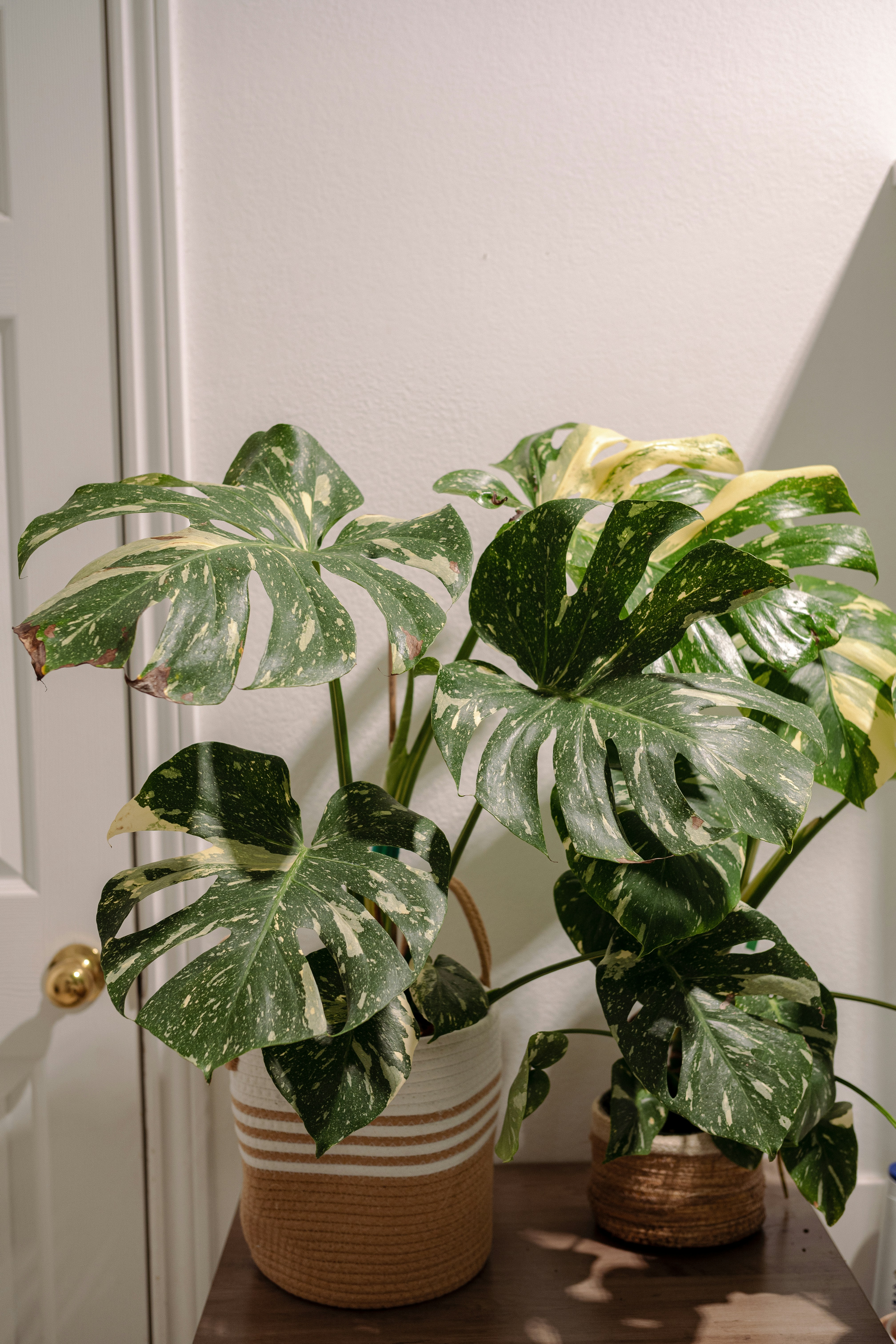 Monstera in Focus: A Quiet Corner of Green