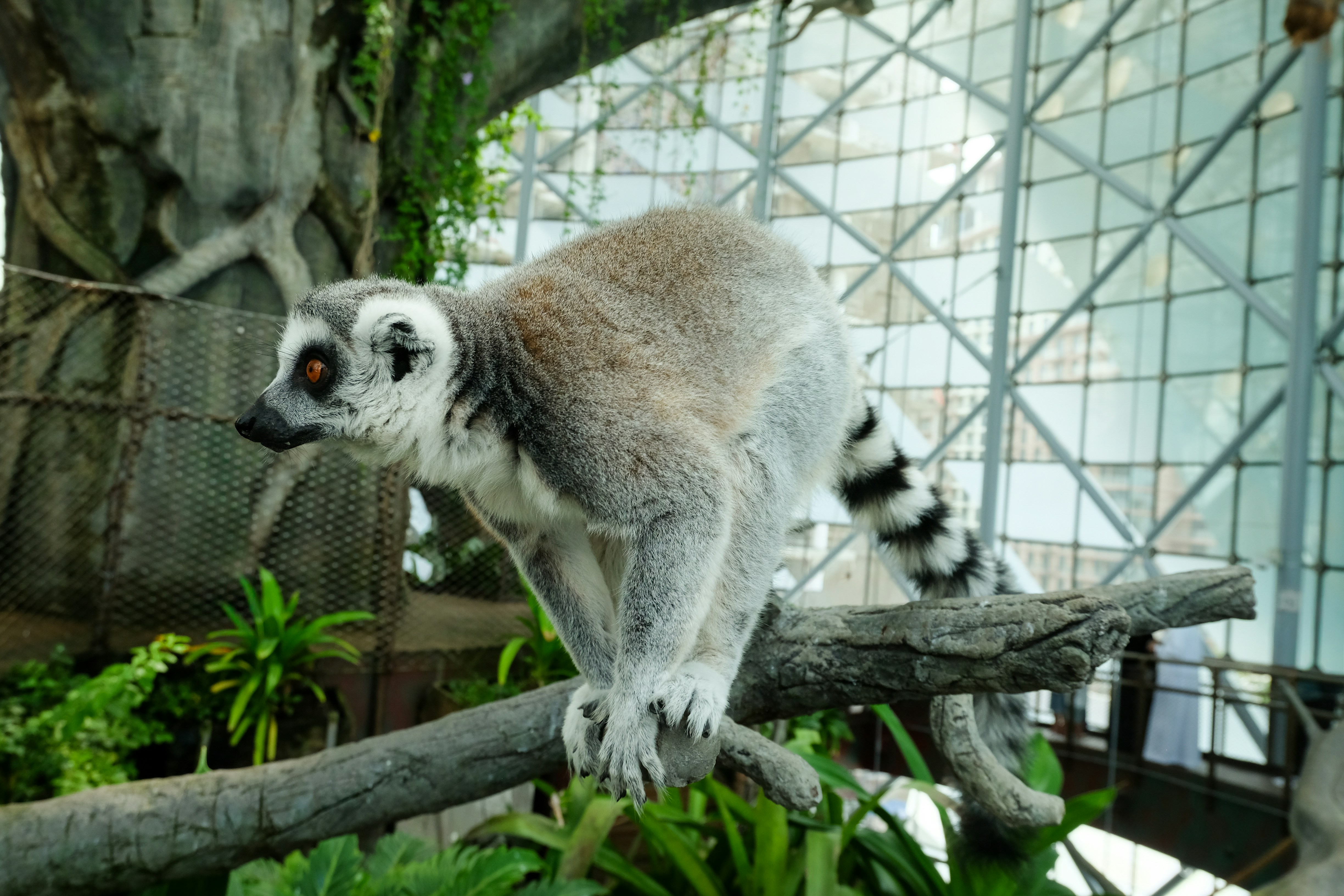 Lemur on a Moonlit Log: A Curious Climb in an Indoor Conservatory