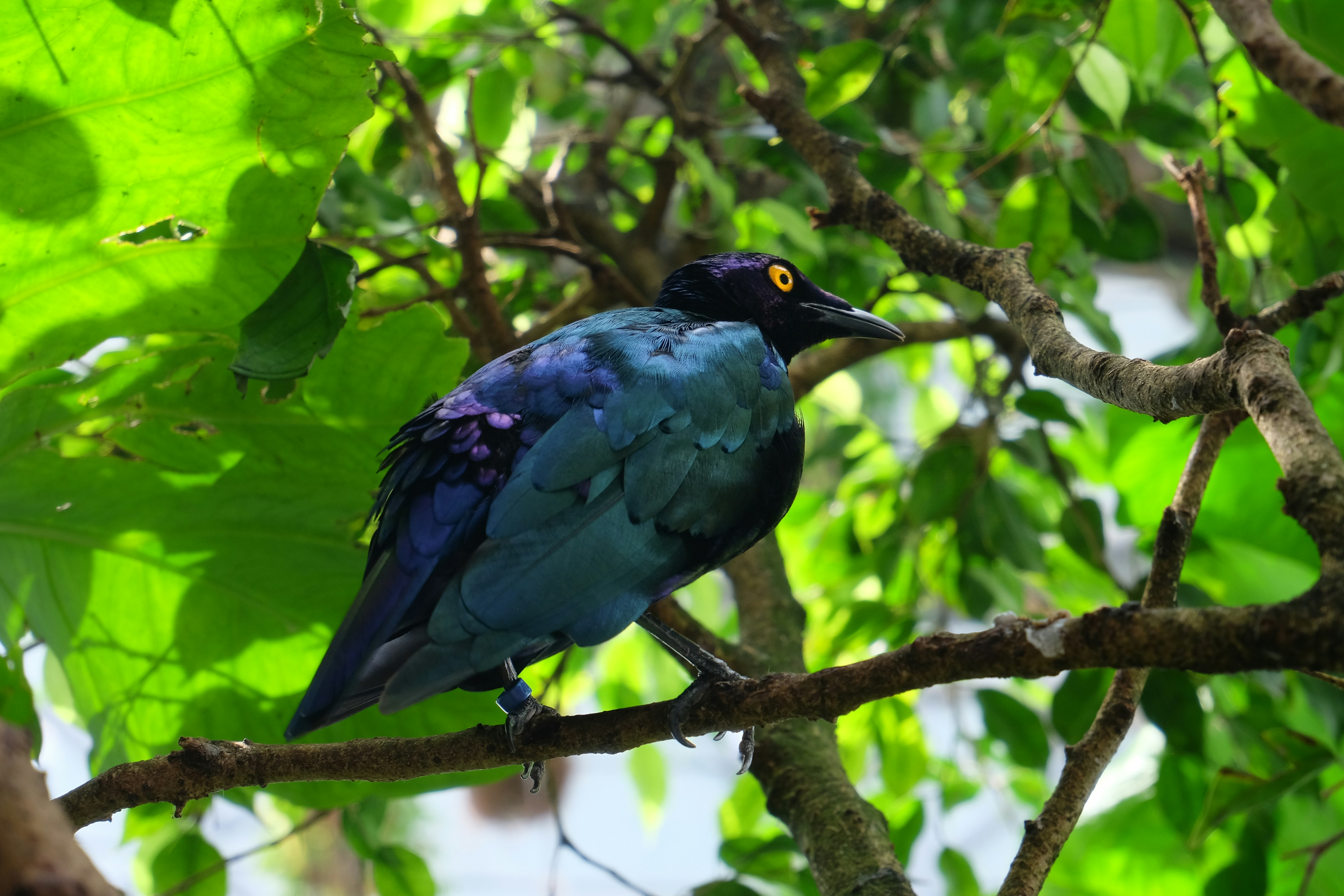 Emerald Boss: A Glimmering Crow in Green Canopy