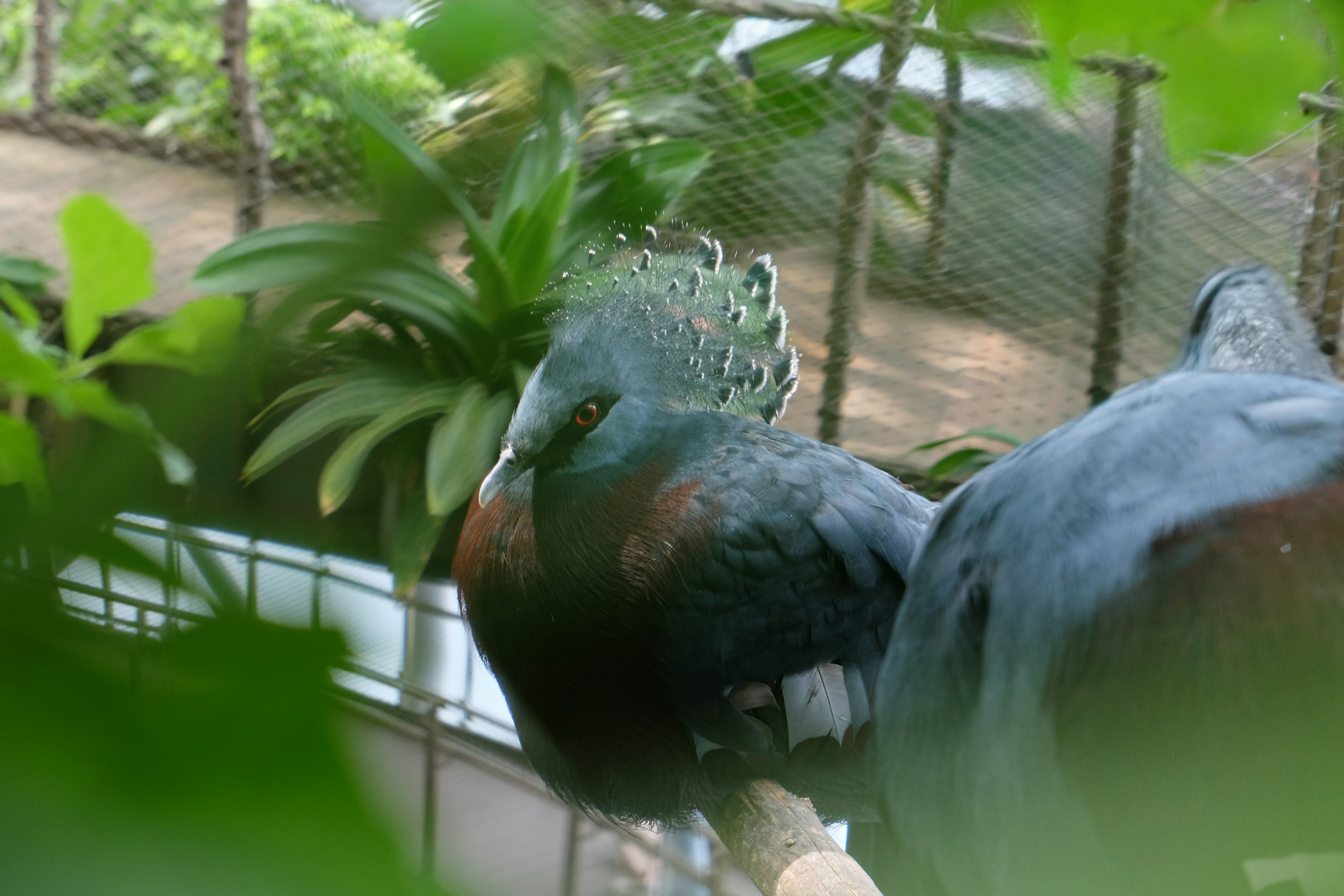 Hidden in the Green Veil: A Curved-Back Portrait of a Purple Gallinule in a Shaded Enclosure