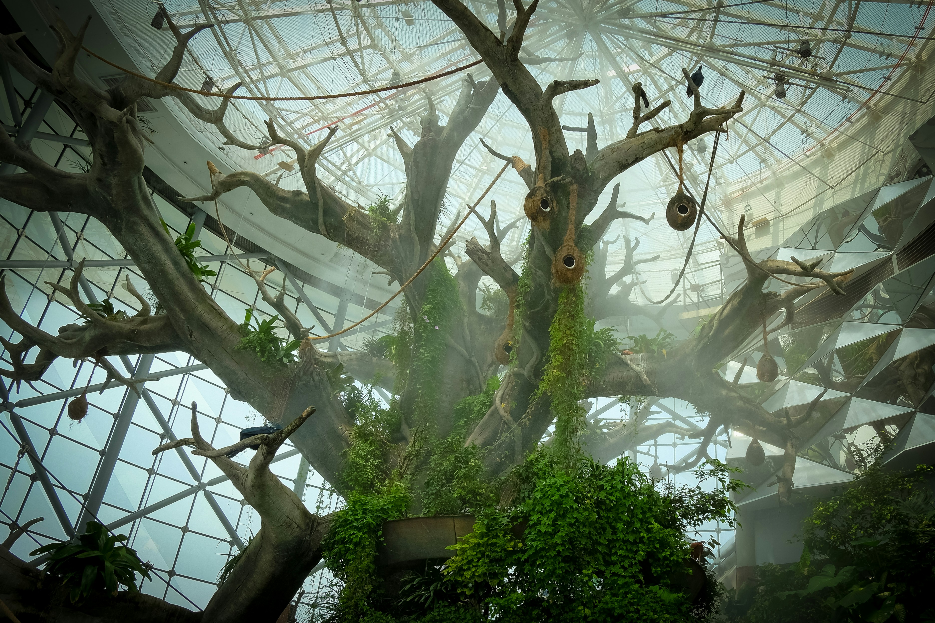 Temple of Vines: A Sunlit Arboreal Dome Encased in Glass
