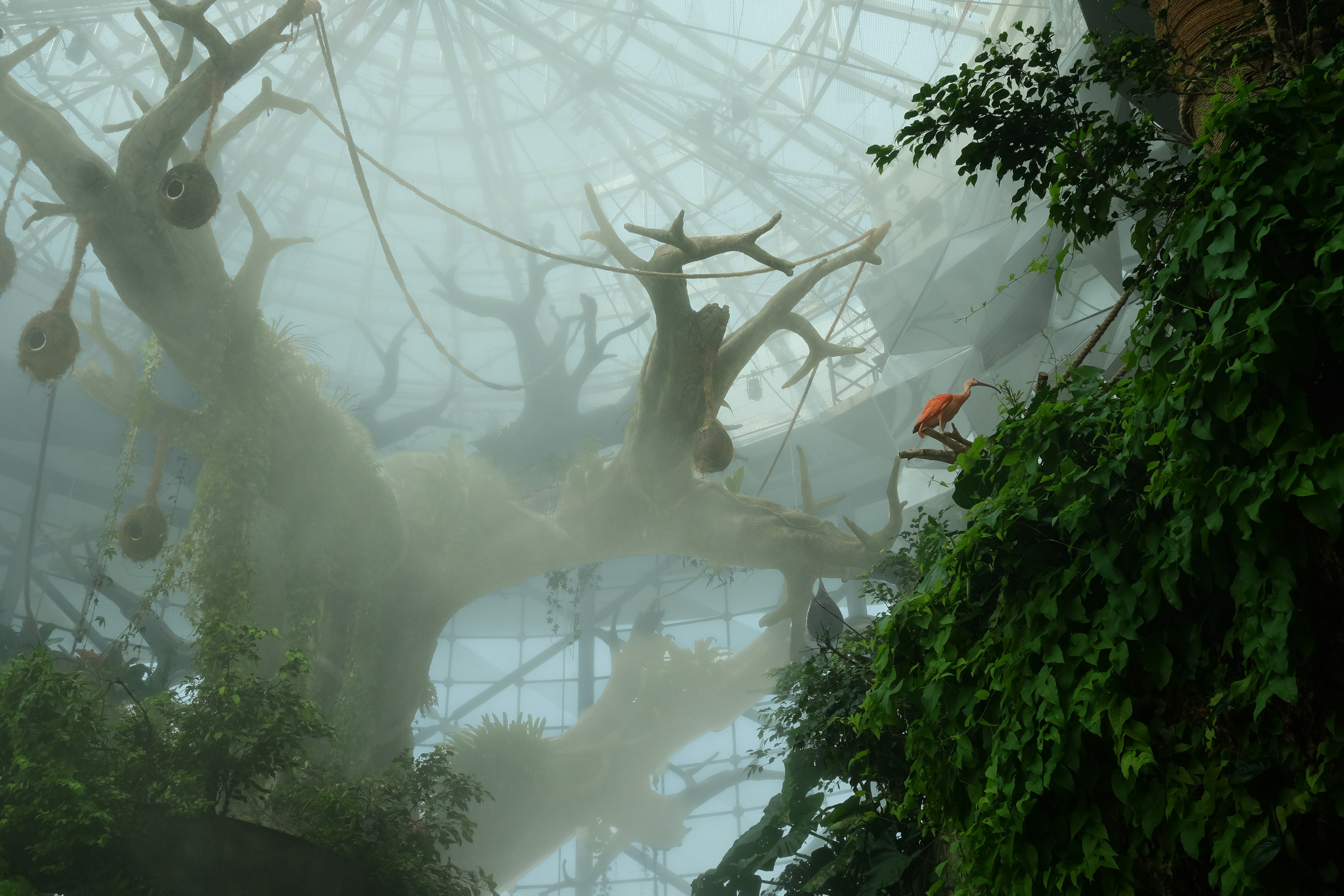 Lush indoor forest with towering, wind-sculpted trees and a soft mist in a glass conservatory, hinting at a staged, botanical exhibit.