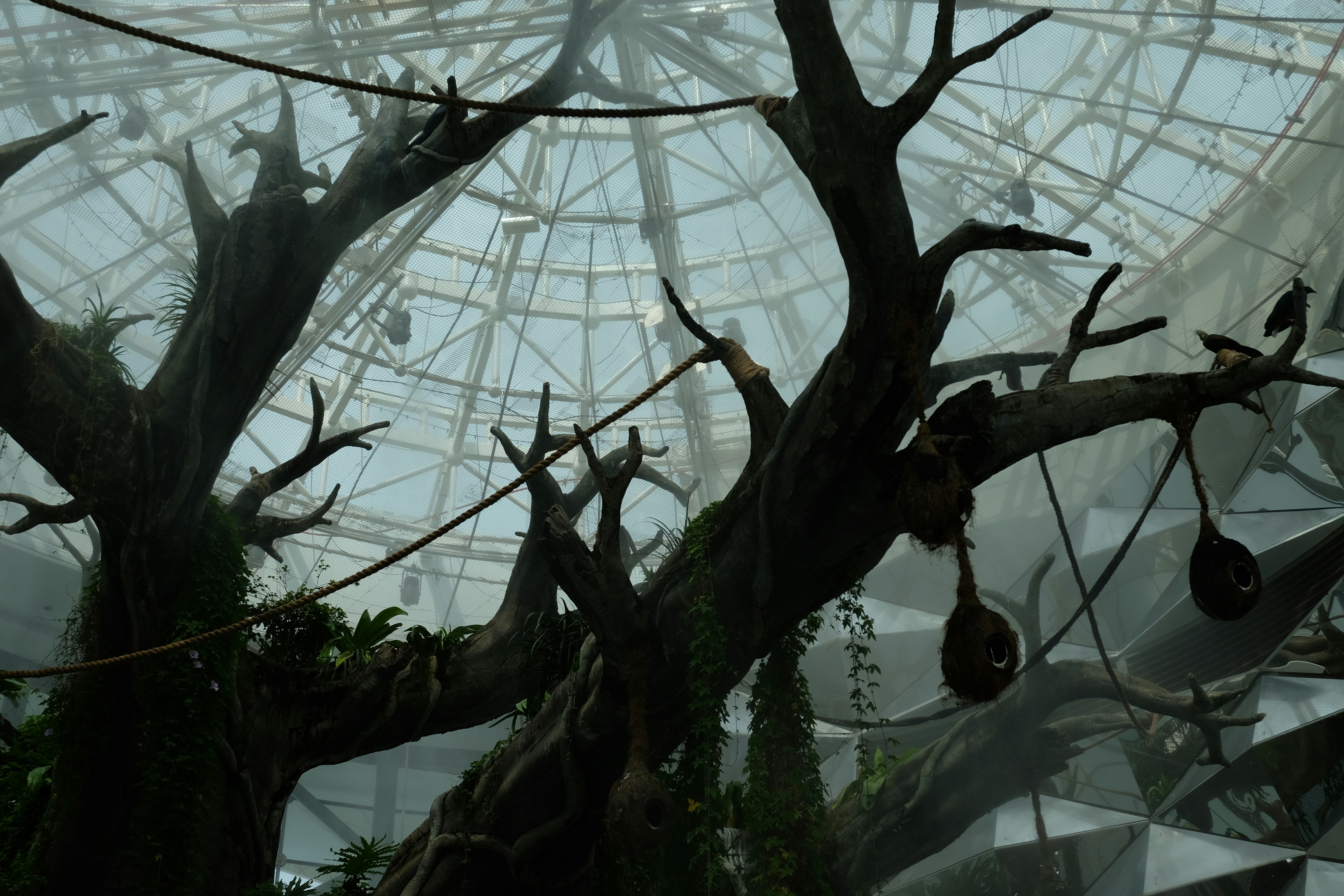 Inside the Glass Cathedral: A Vines-and-Branches Arboreal Dome