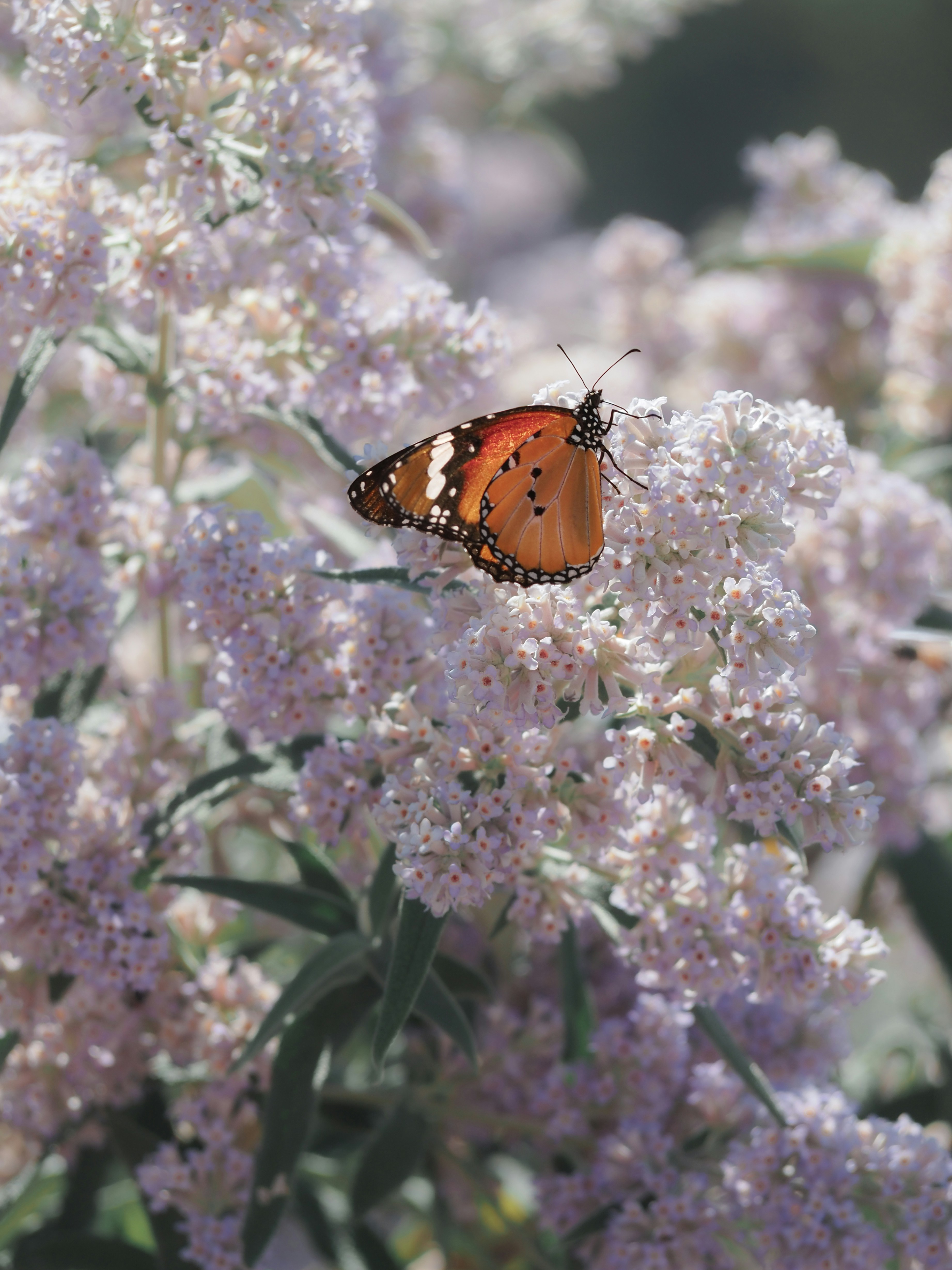 Orange Monarch on Lavender Clouds