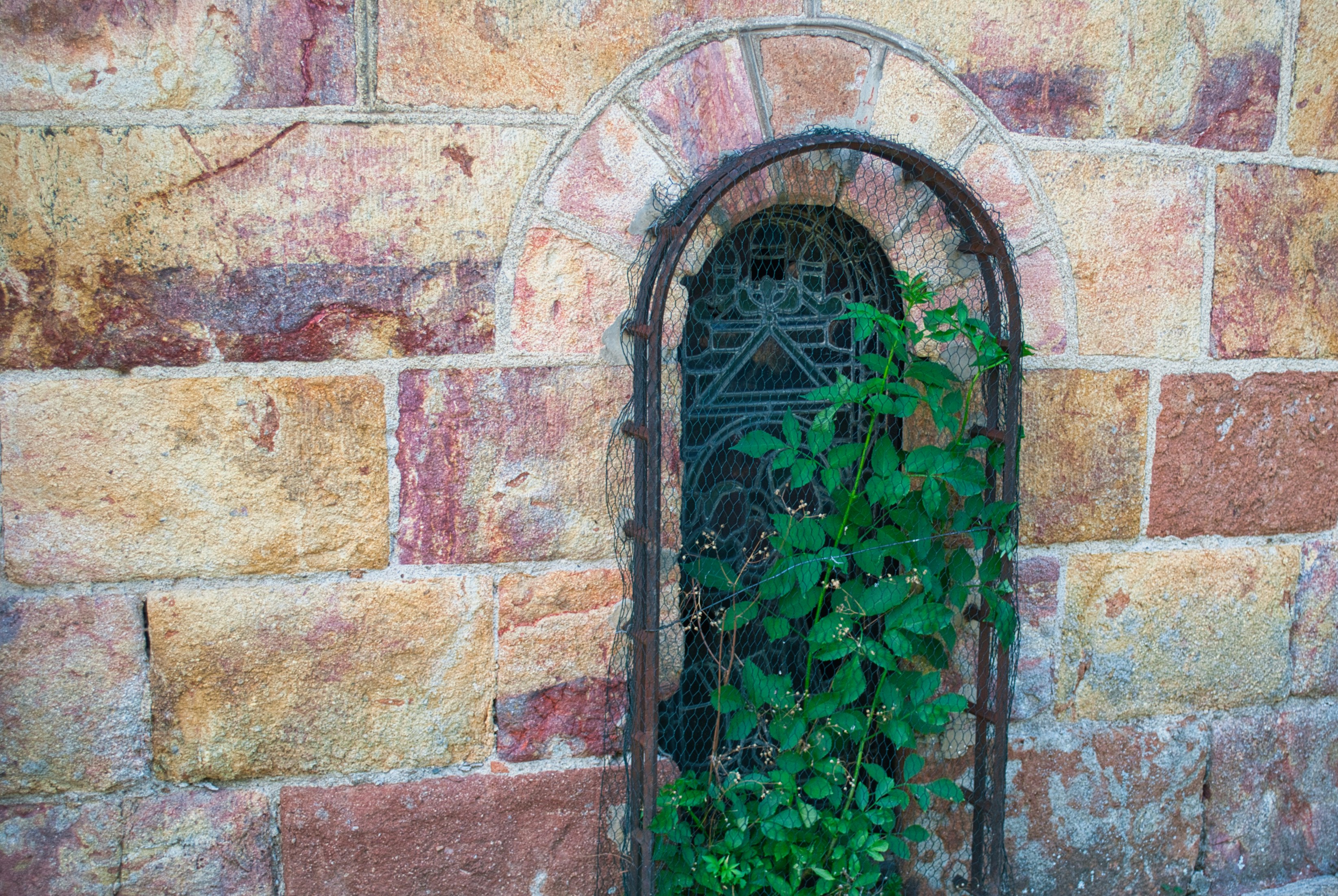 Wrought-iron Archway Veiled in Ivy Against Sunrise-tinged Stone