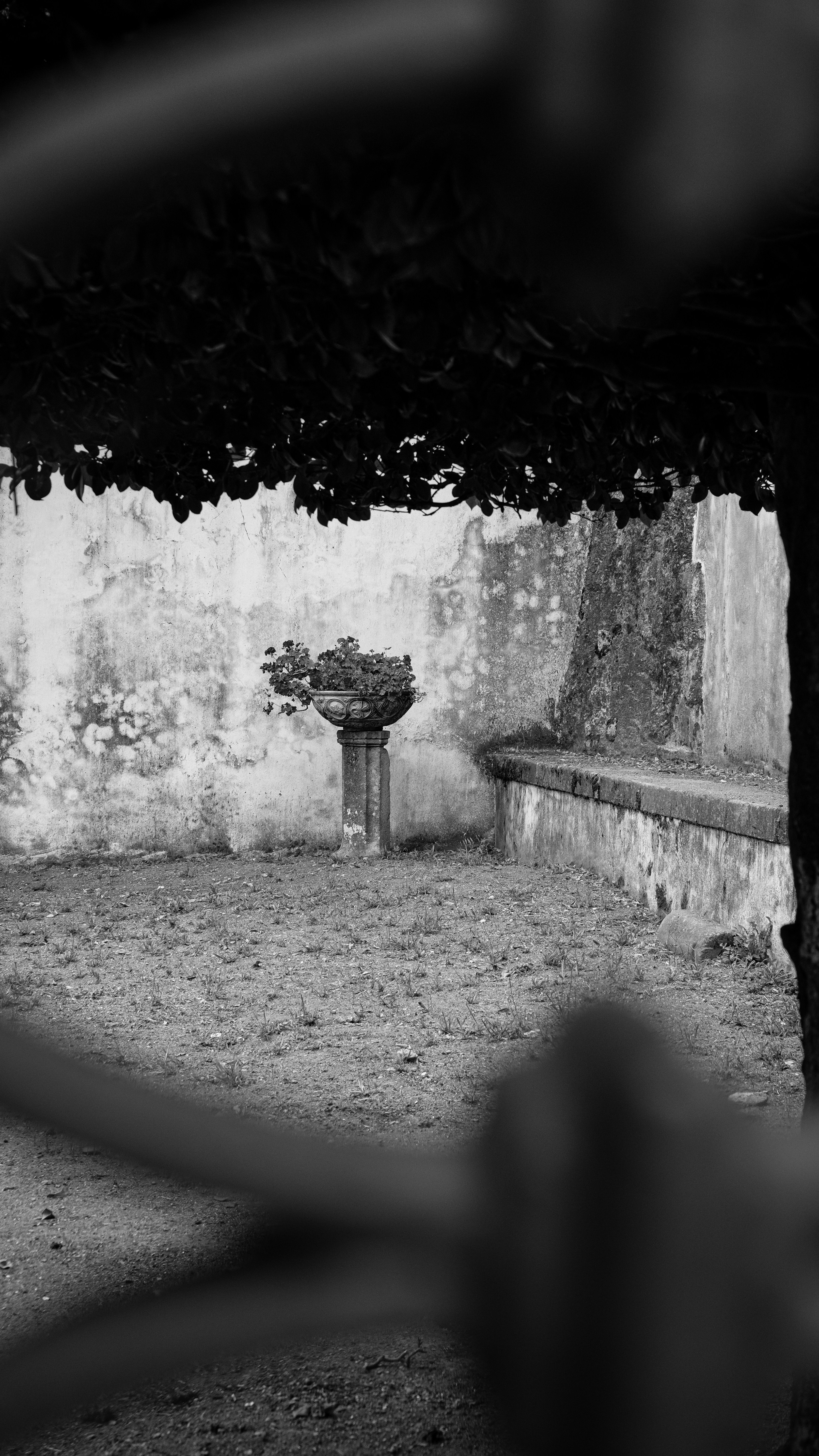 Um vaso de flores num pátio antigo em Braga, enquadrado entre folhagem desfocada e paredes marcadas pelo tempo.