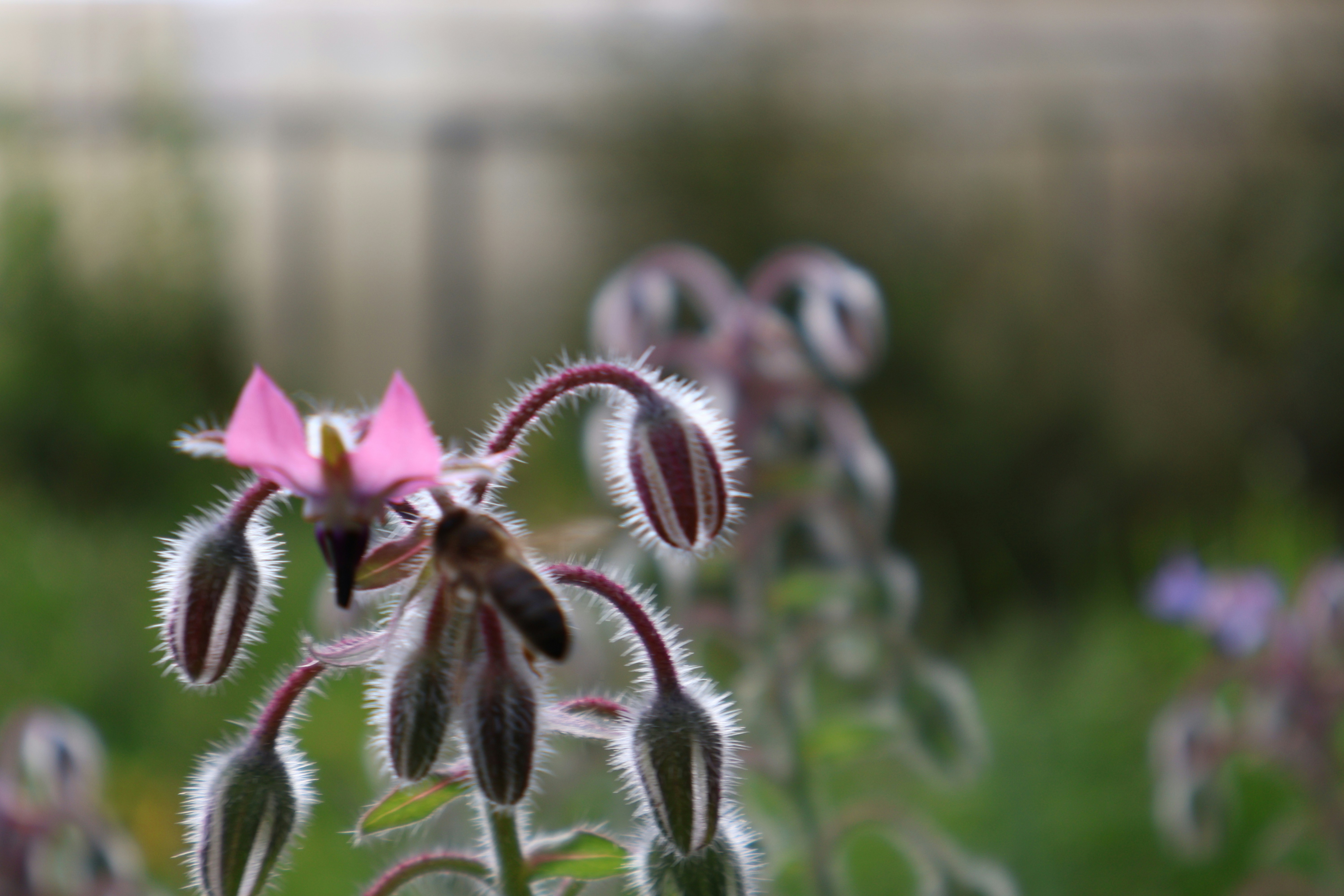 Pink flower with fuzzy seed pods in sharp focus against a softly blurred garden background.