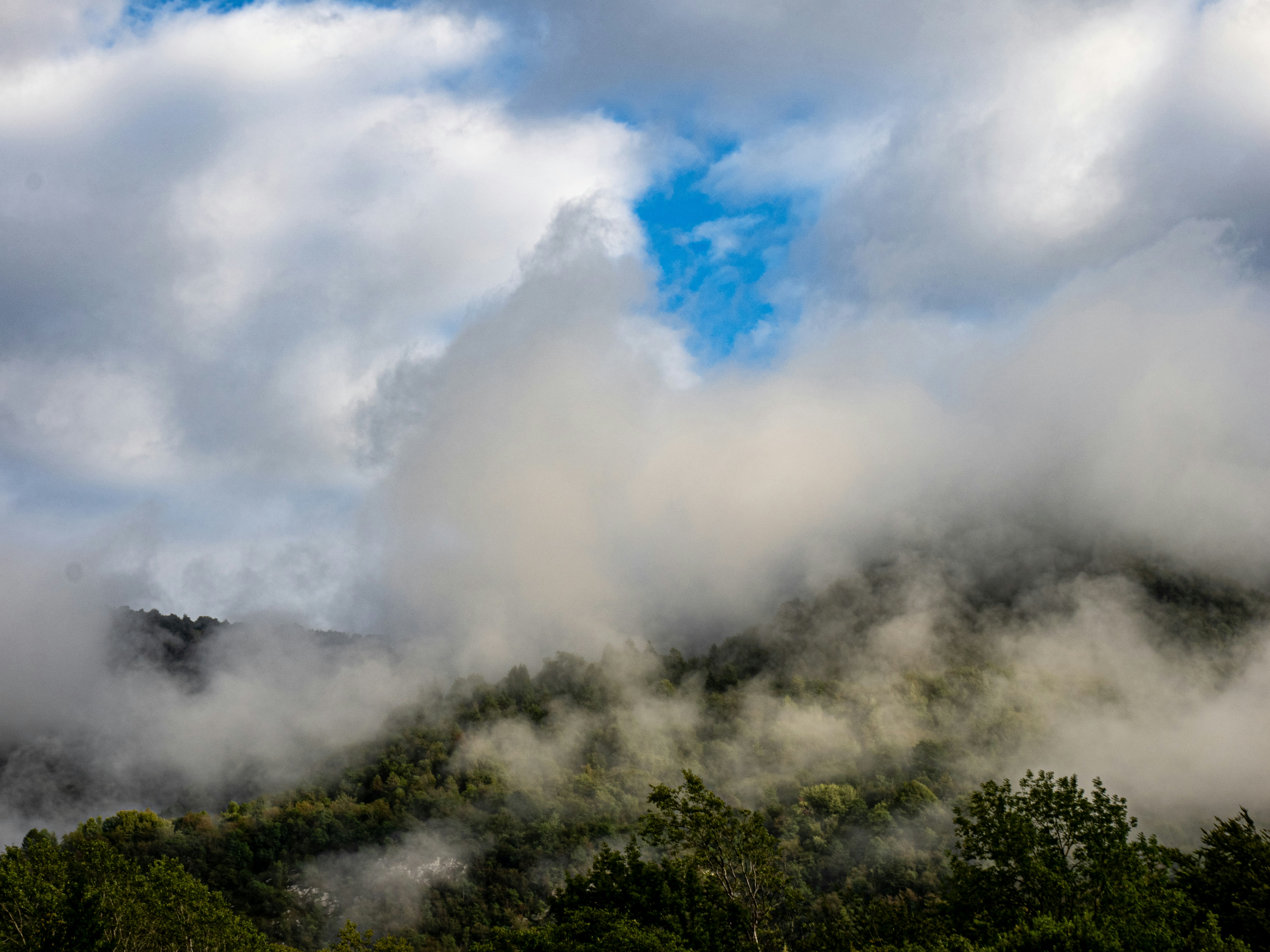 Mist-Laced Ridge: Cloud Veils Above a Quiet Forest