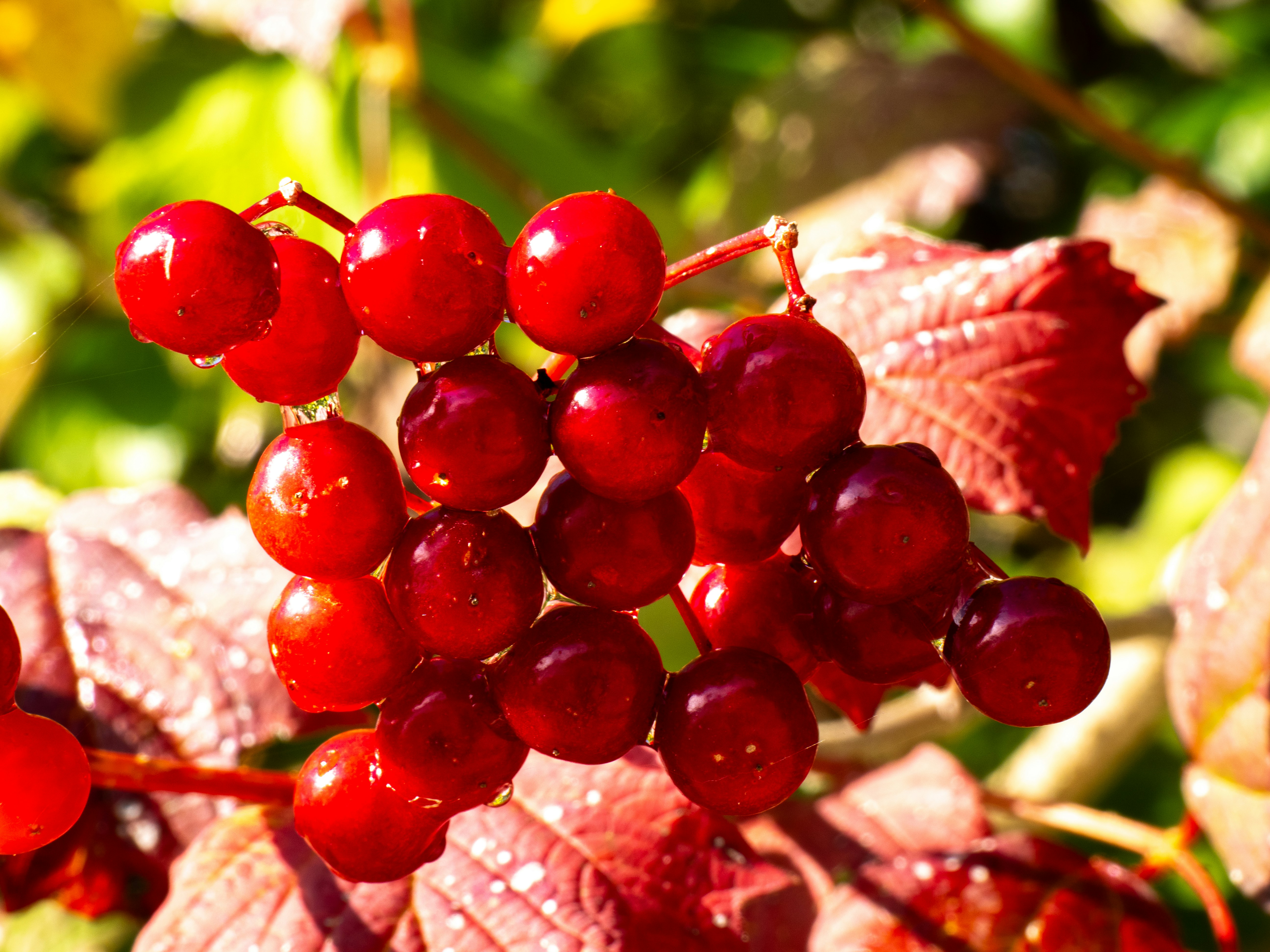 Crimson Cluster: Sunlit Red Berries with Veined Leaves