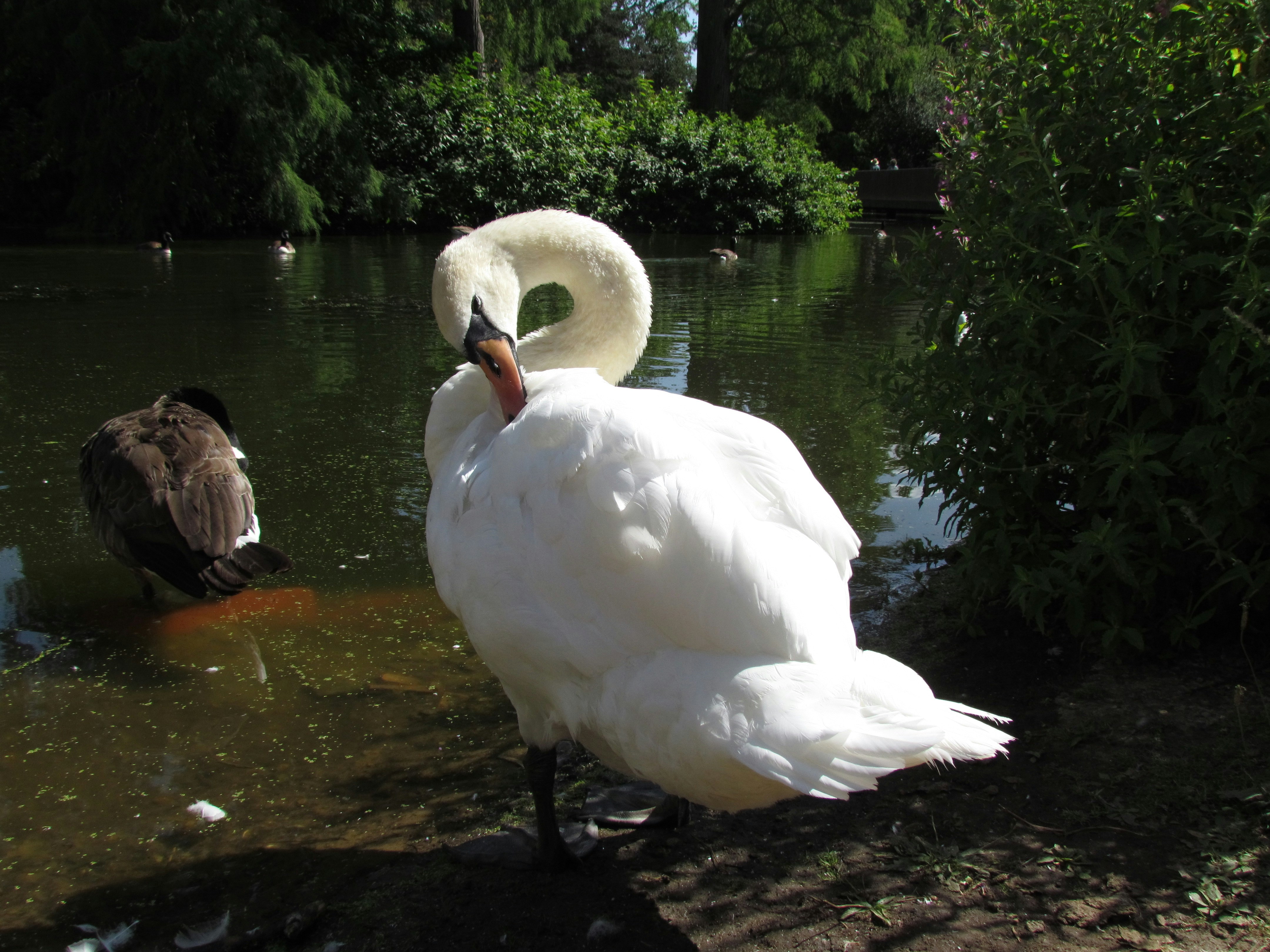 Grace at the Pond: A White Swan on the Edge of Shade and Light