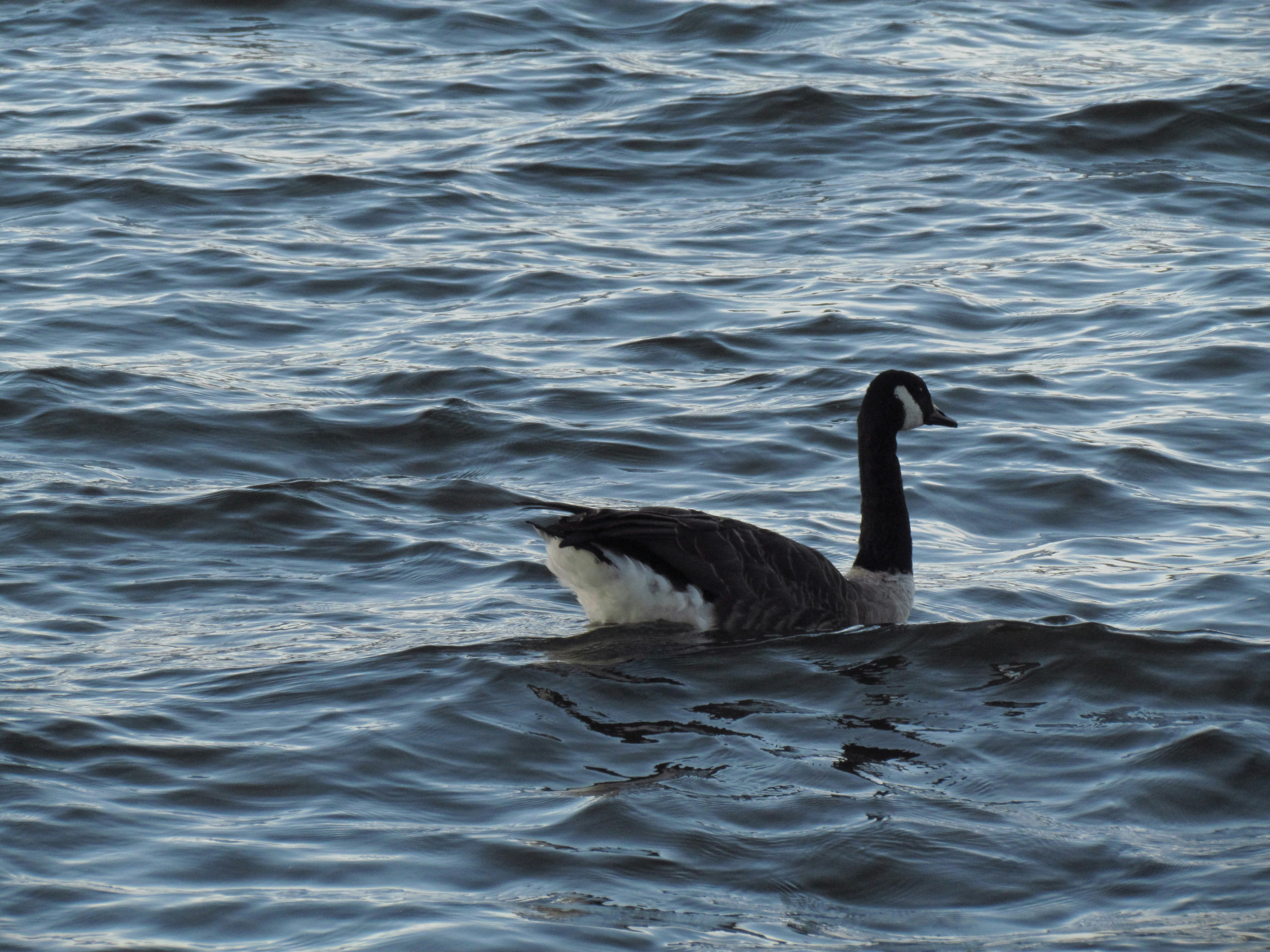 Graceful Arctic Goose afloat on a rippling blue expanse