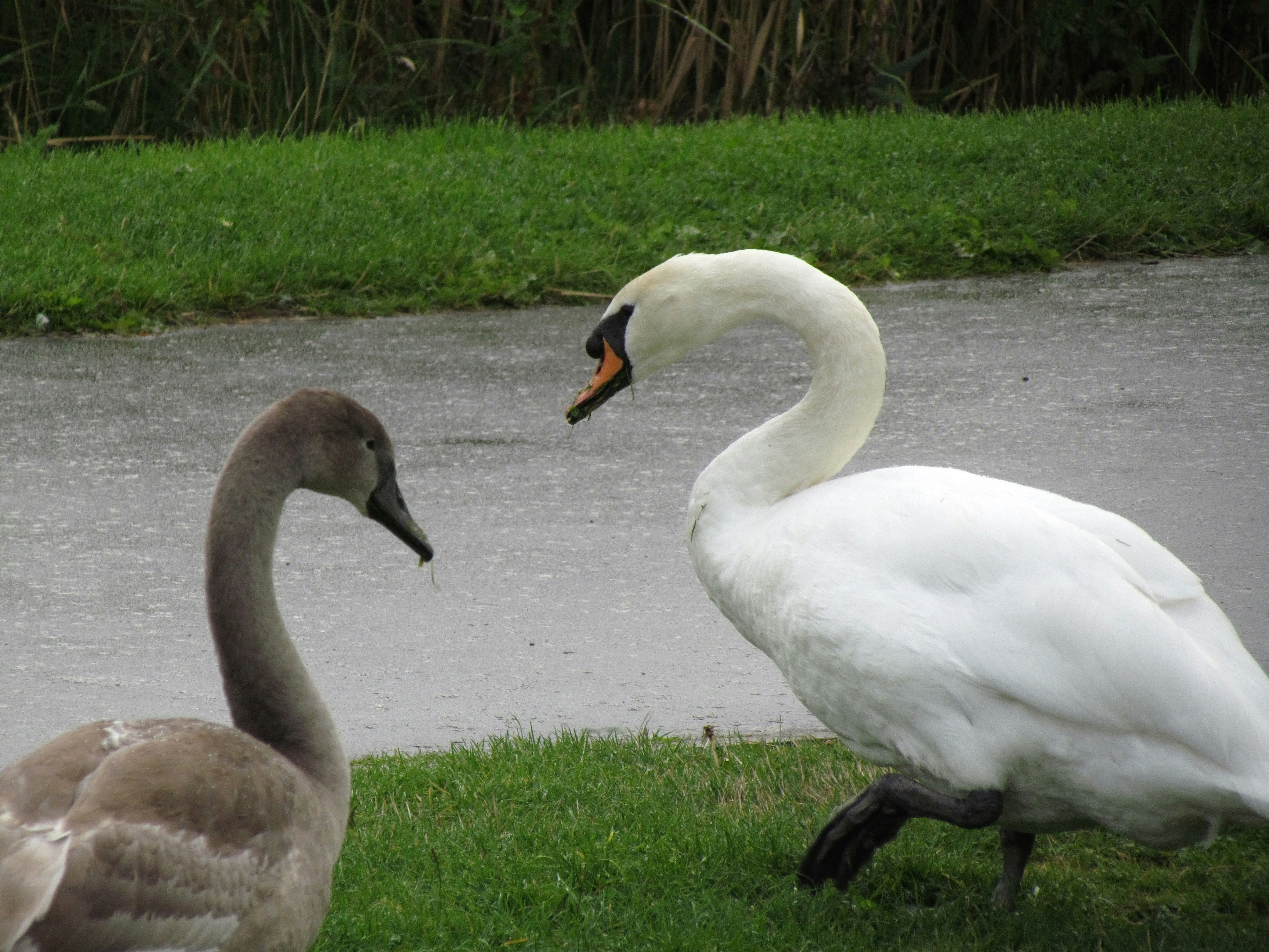 A Quiet Moment: White Swan Confronts Gray Heron beside a Park Pond