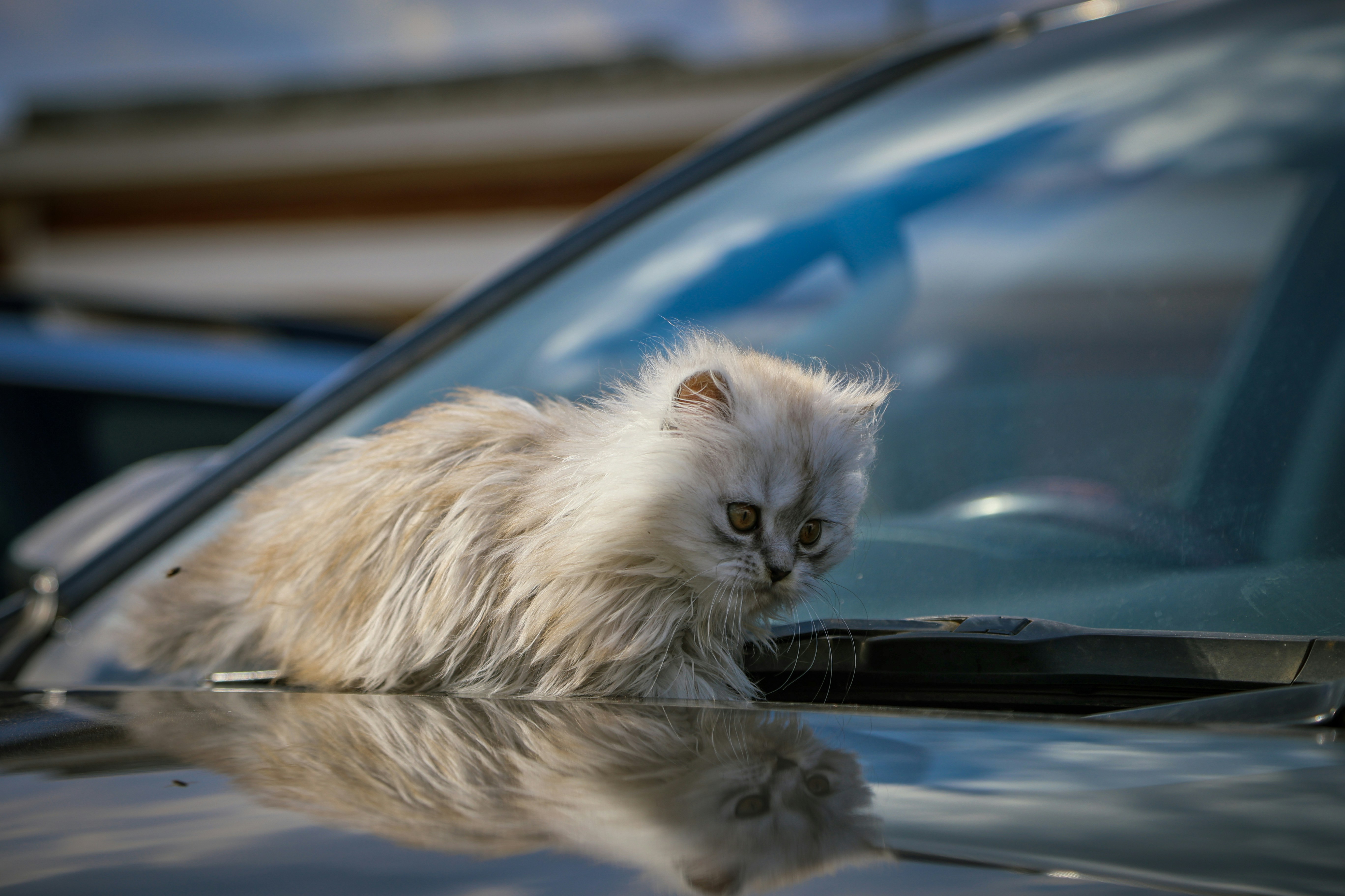 Whiskered Vigil on the Hood: A Cat Pauses Amid Shiny Reflections