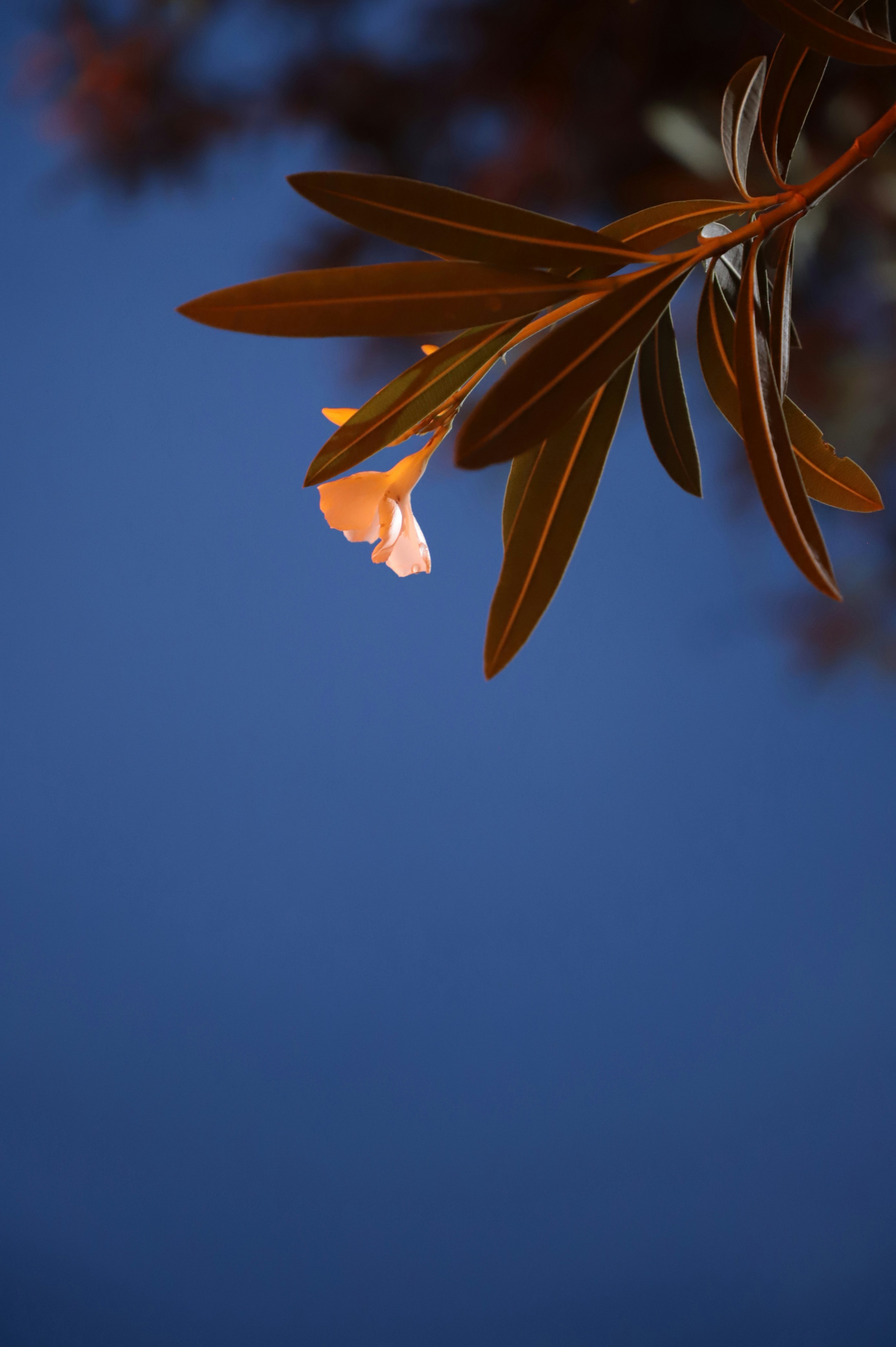 A single pale bloom hangs from an orange-tinged branch against a vast blue sky, the composition emphasizing negative space and natural color contrast.