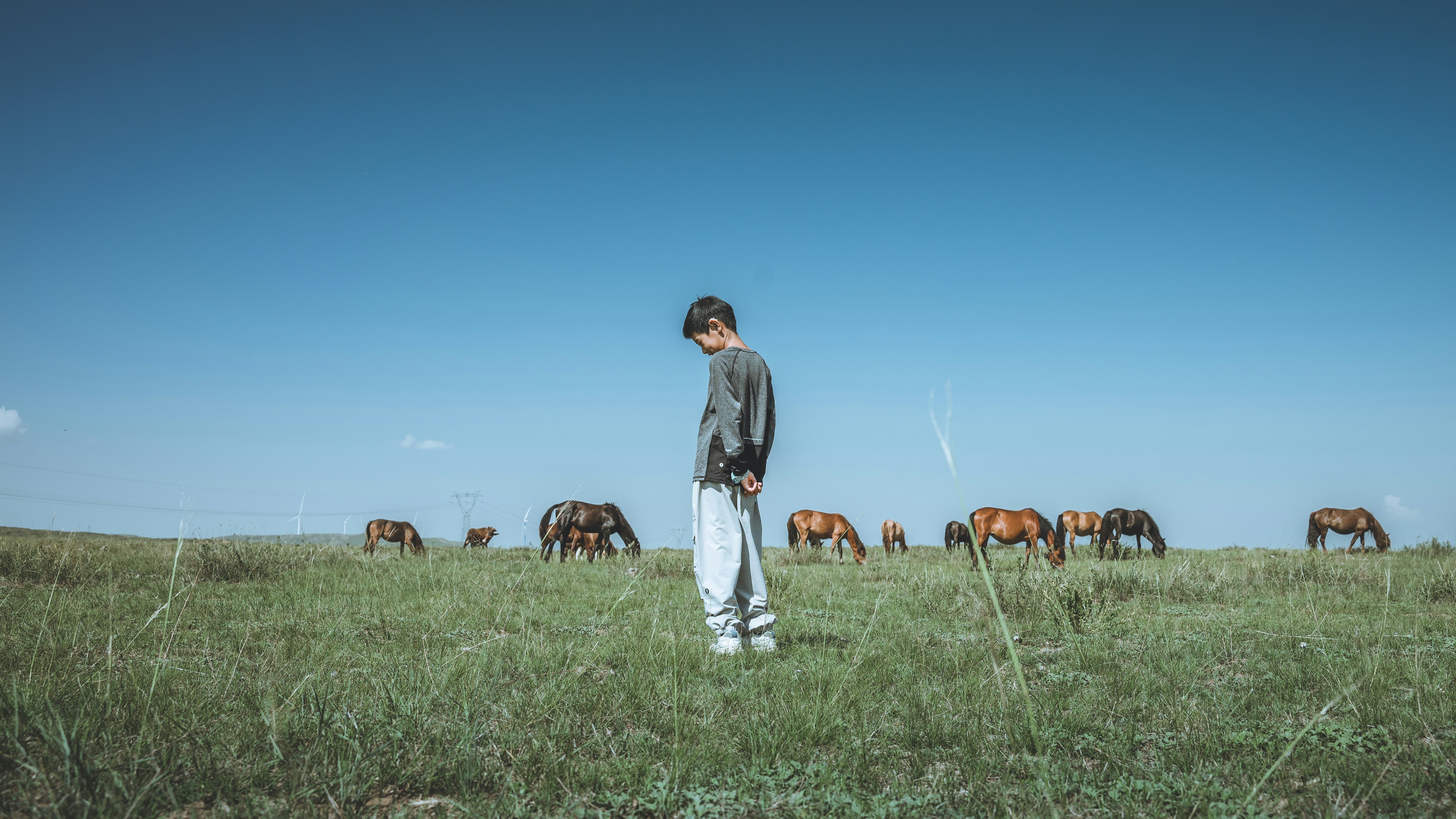 Horses on the grassland