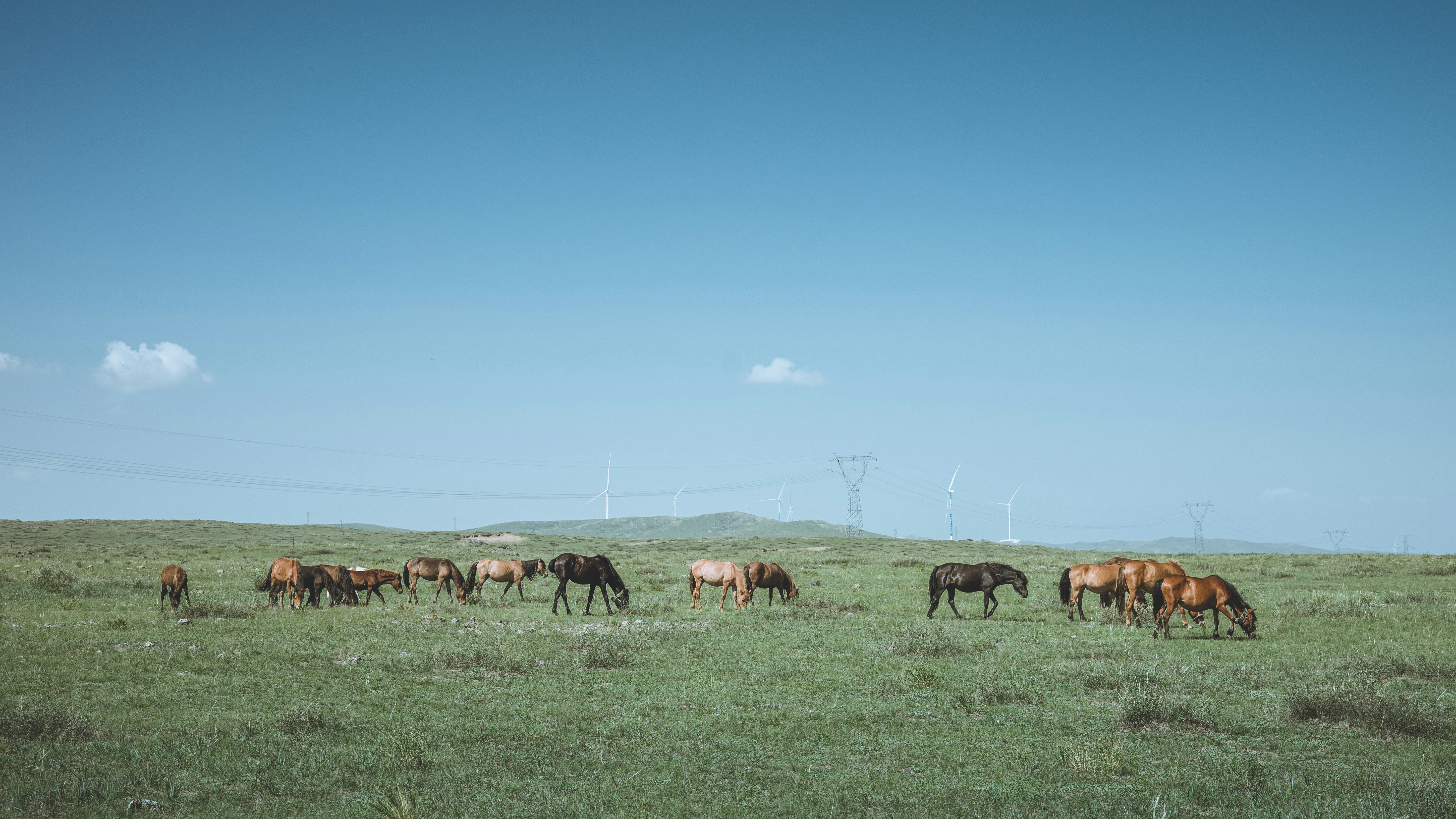 Grazing Herd Under a Clear Summer Sky