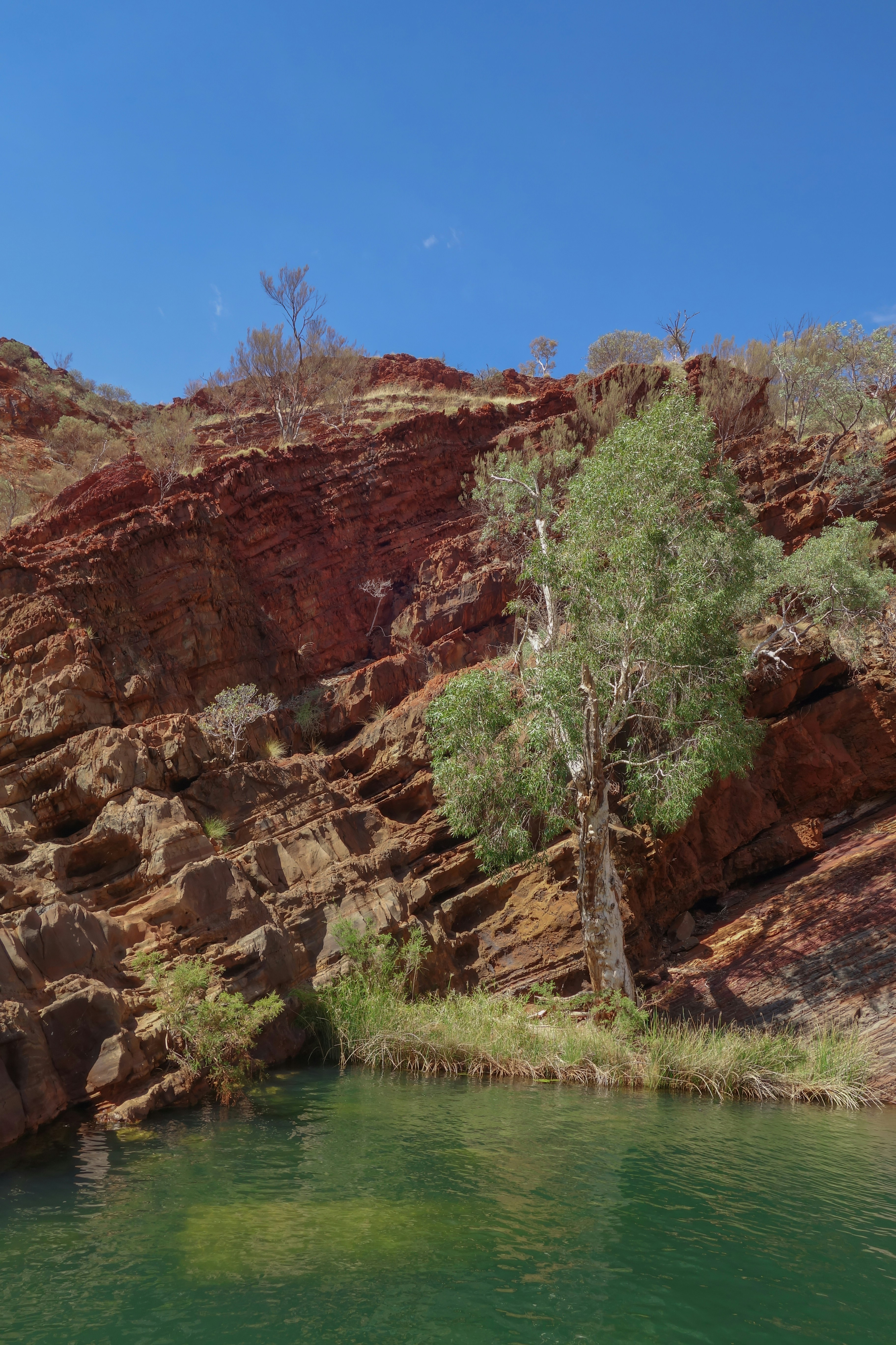 Rugged Red Canyon Overlook with Green Riverside Tree