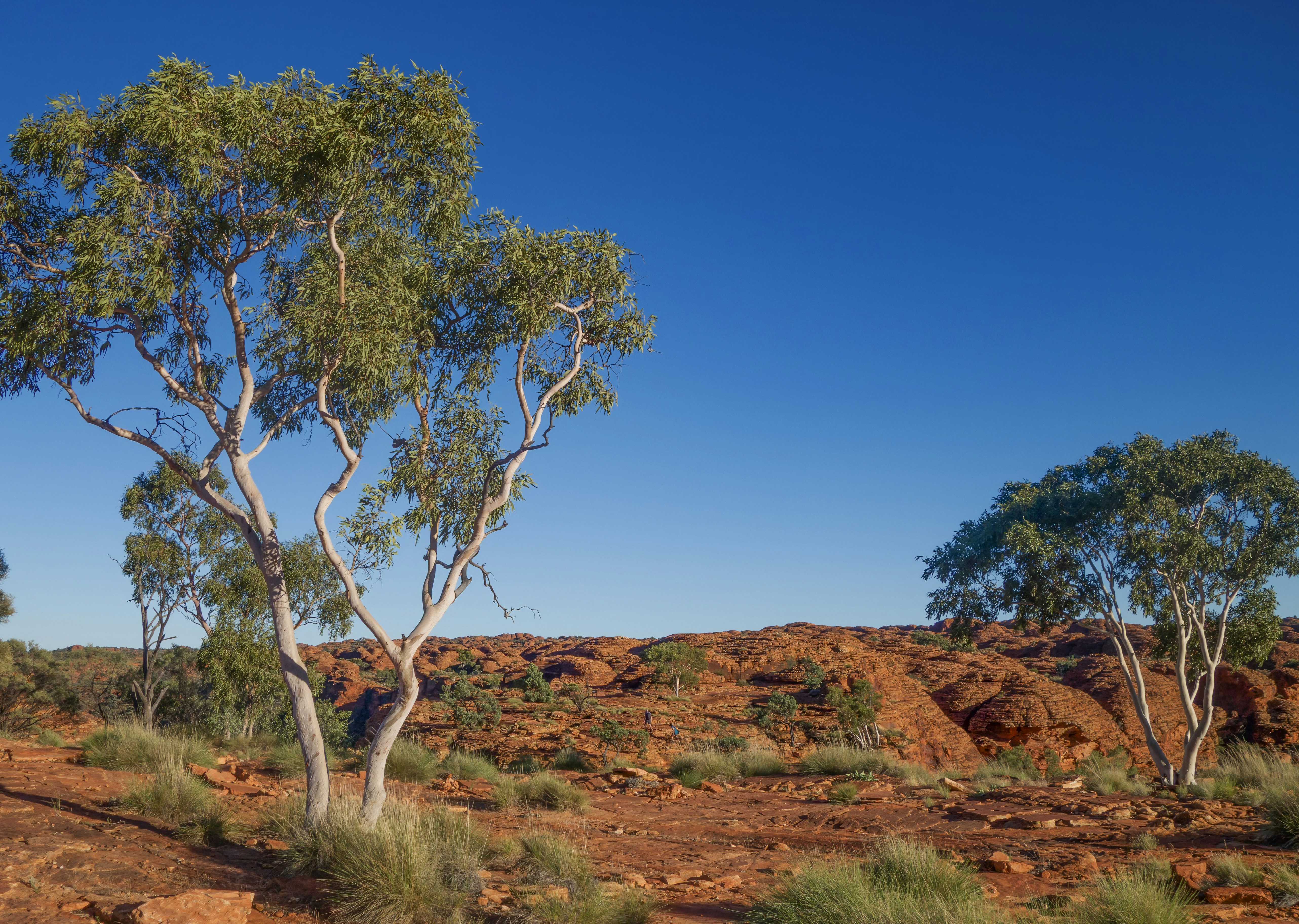 Sun-scorched desert landscape with wind-sculpted trees under a clear blue sky. A rugged, arid scene highlighting sparse vegetation and red earth terrain.