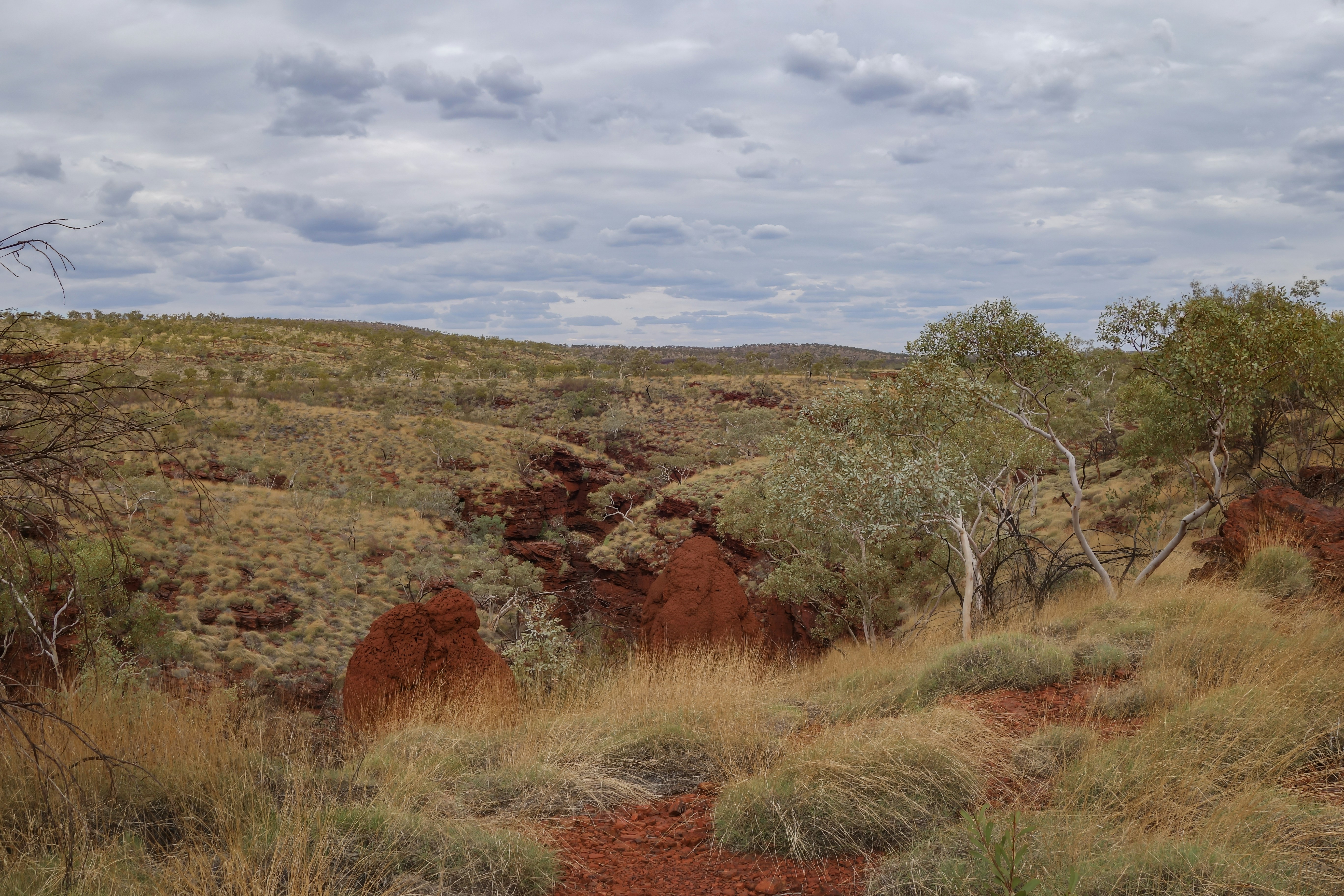 Red Dust Trails Through A Desert Brushscape