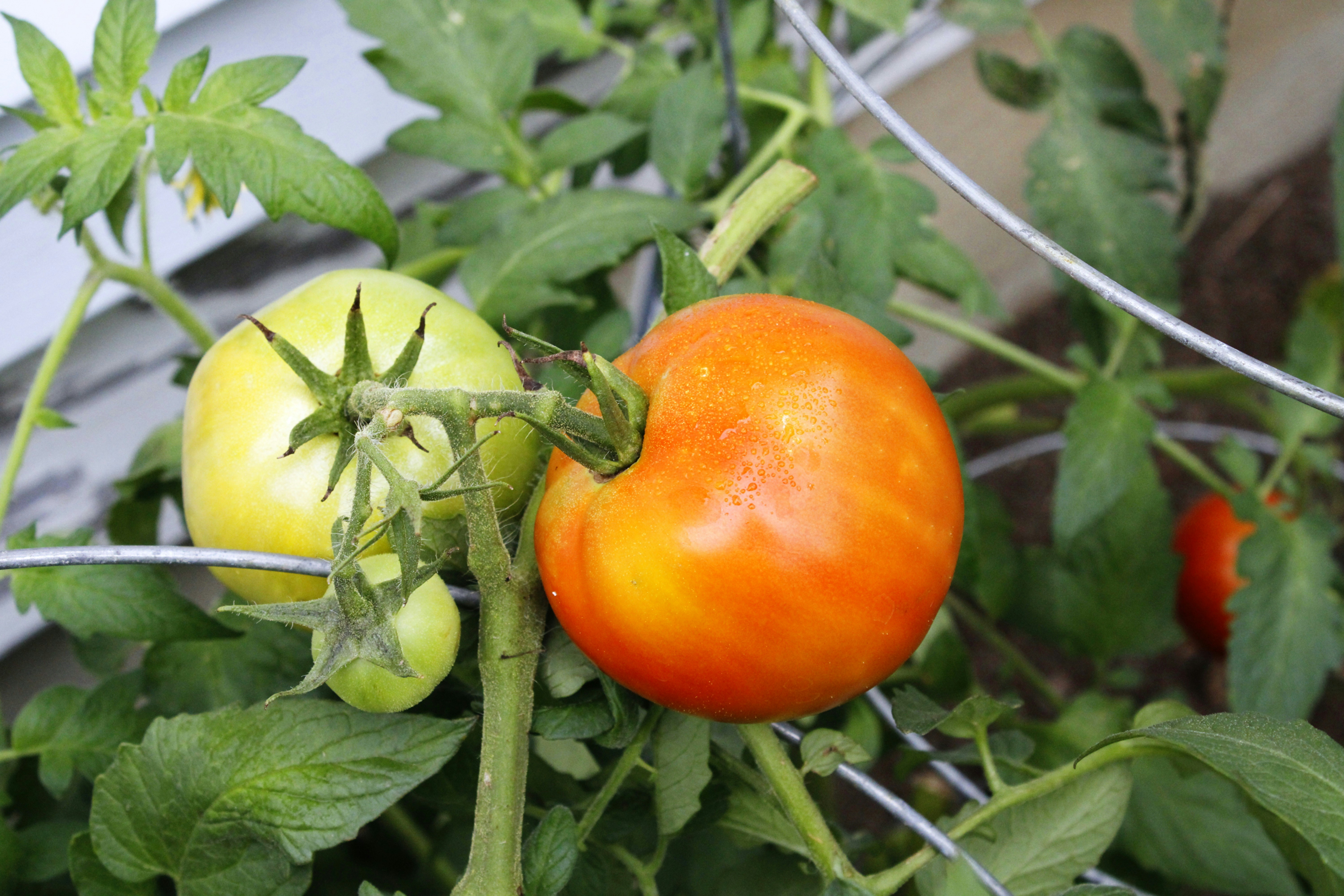 Bright ripe tomato on the vine among green leaves and trellis wires, with a developing fruit nearby. A natural close-up of garden growth and fruit set.