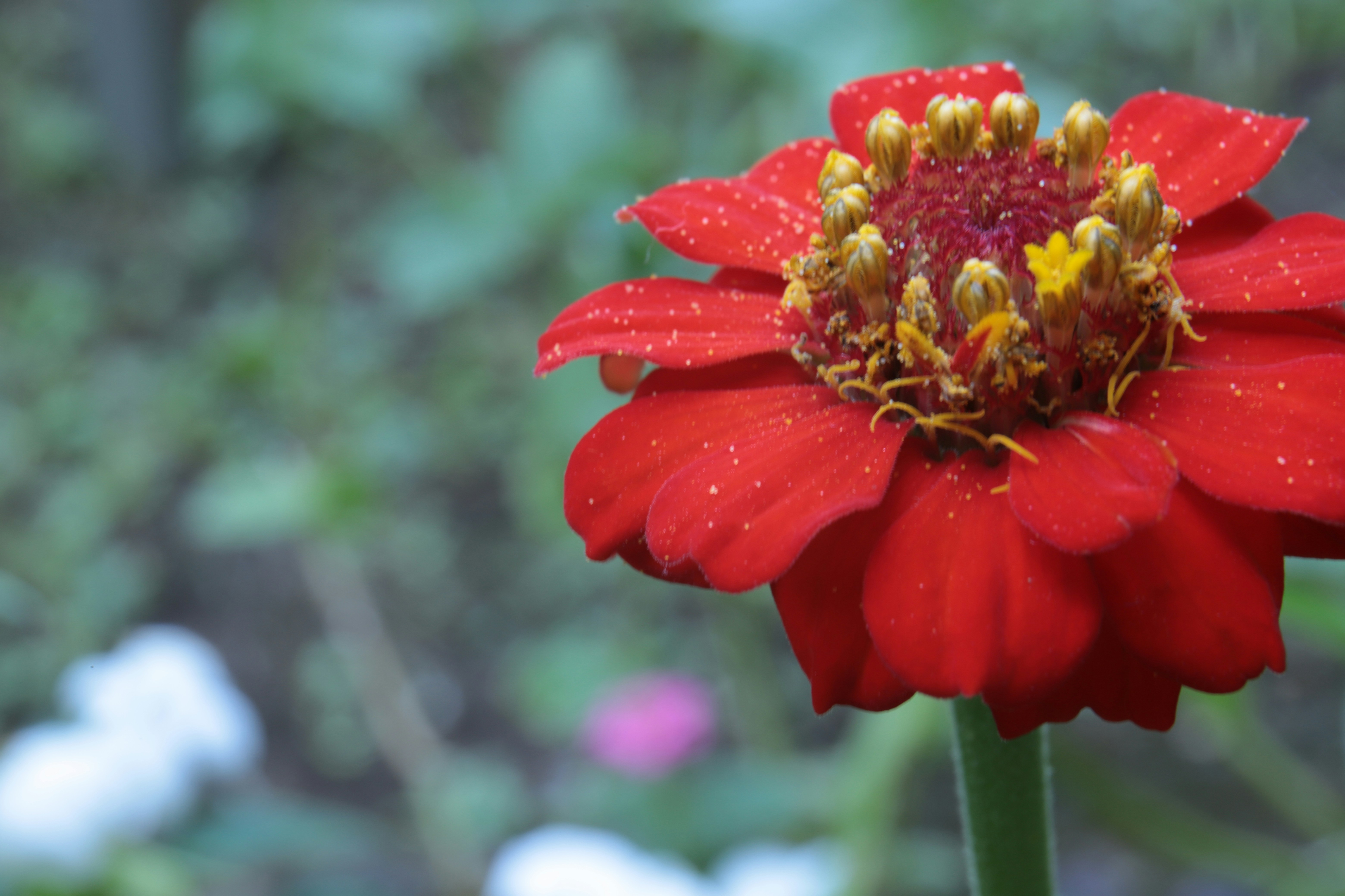 Crimson Bloom Crowned with Golden Stamen